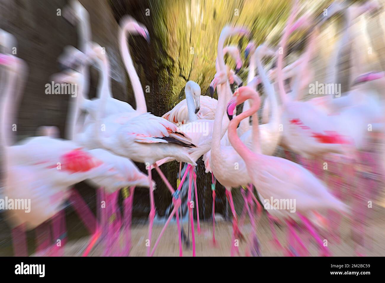 Oiseau animal flamant hi-res stock photography and images - Alamy