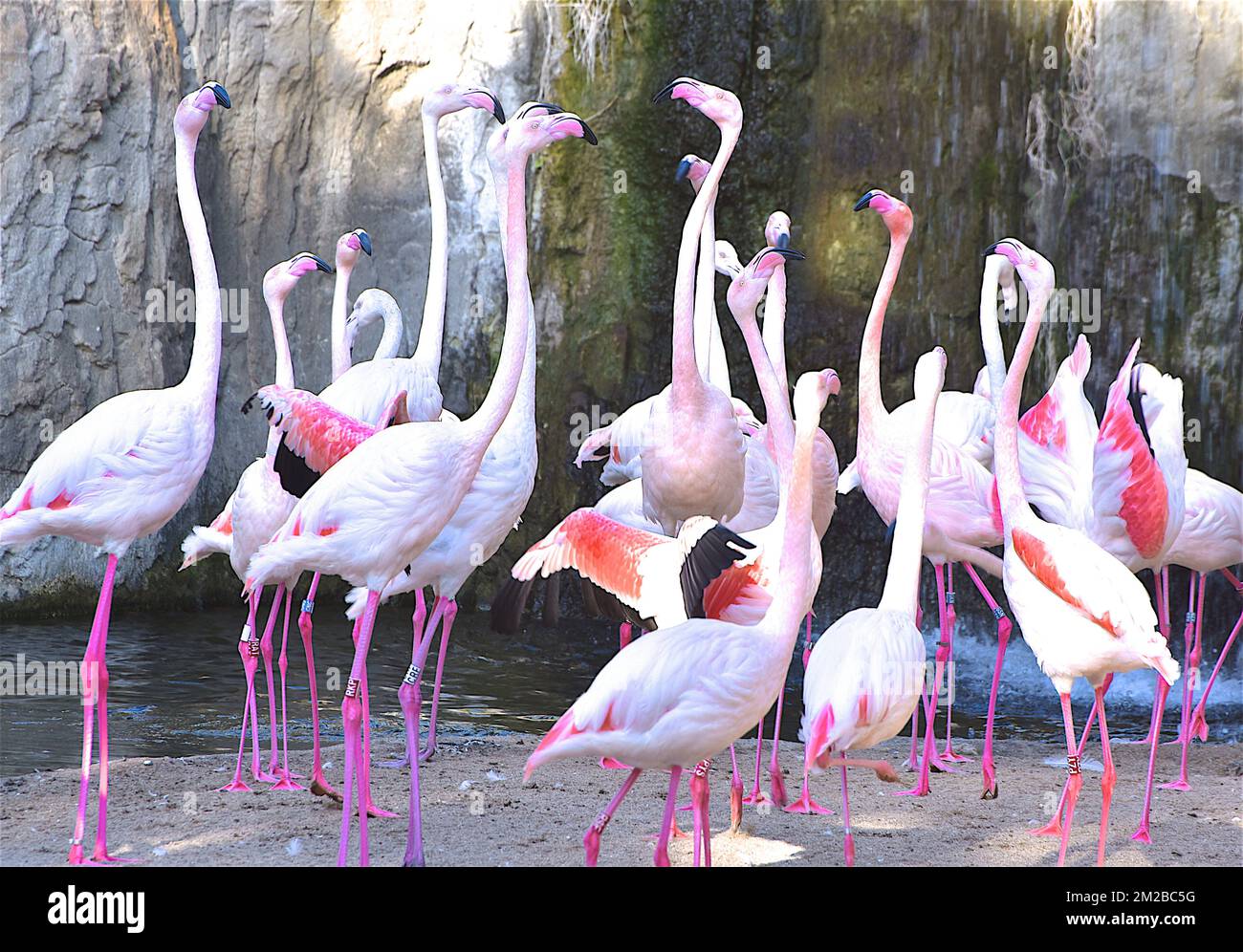 Oiseau animal flamant hi-res stock photography and images - Alamy