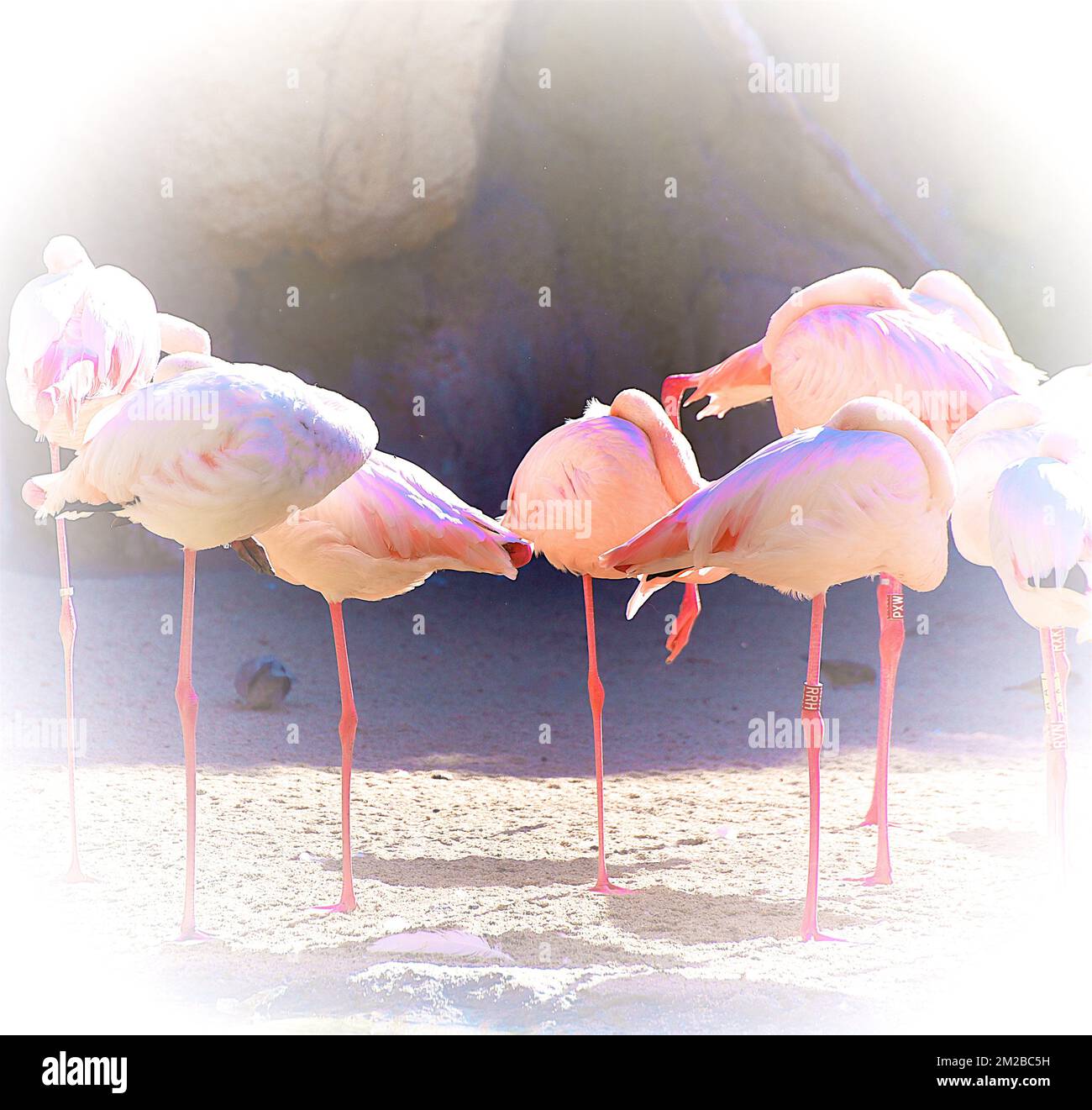 Oiseau animal flamant hi-res stock photography and images - Alamy