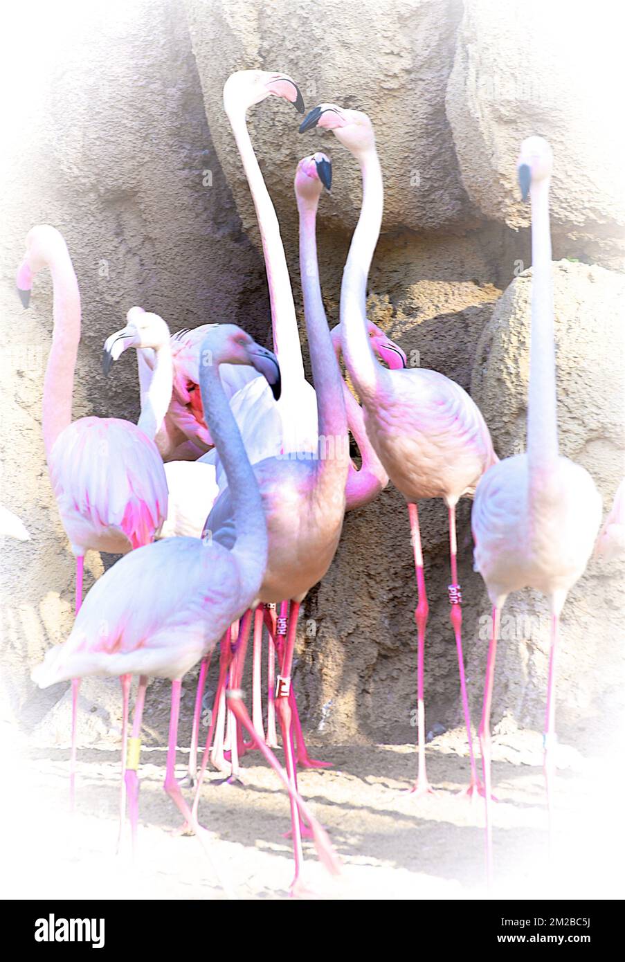 Oiseau animal flamant hi-res stock photography and images - Alamy