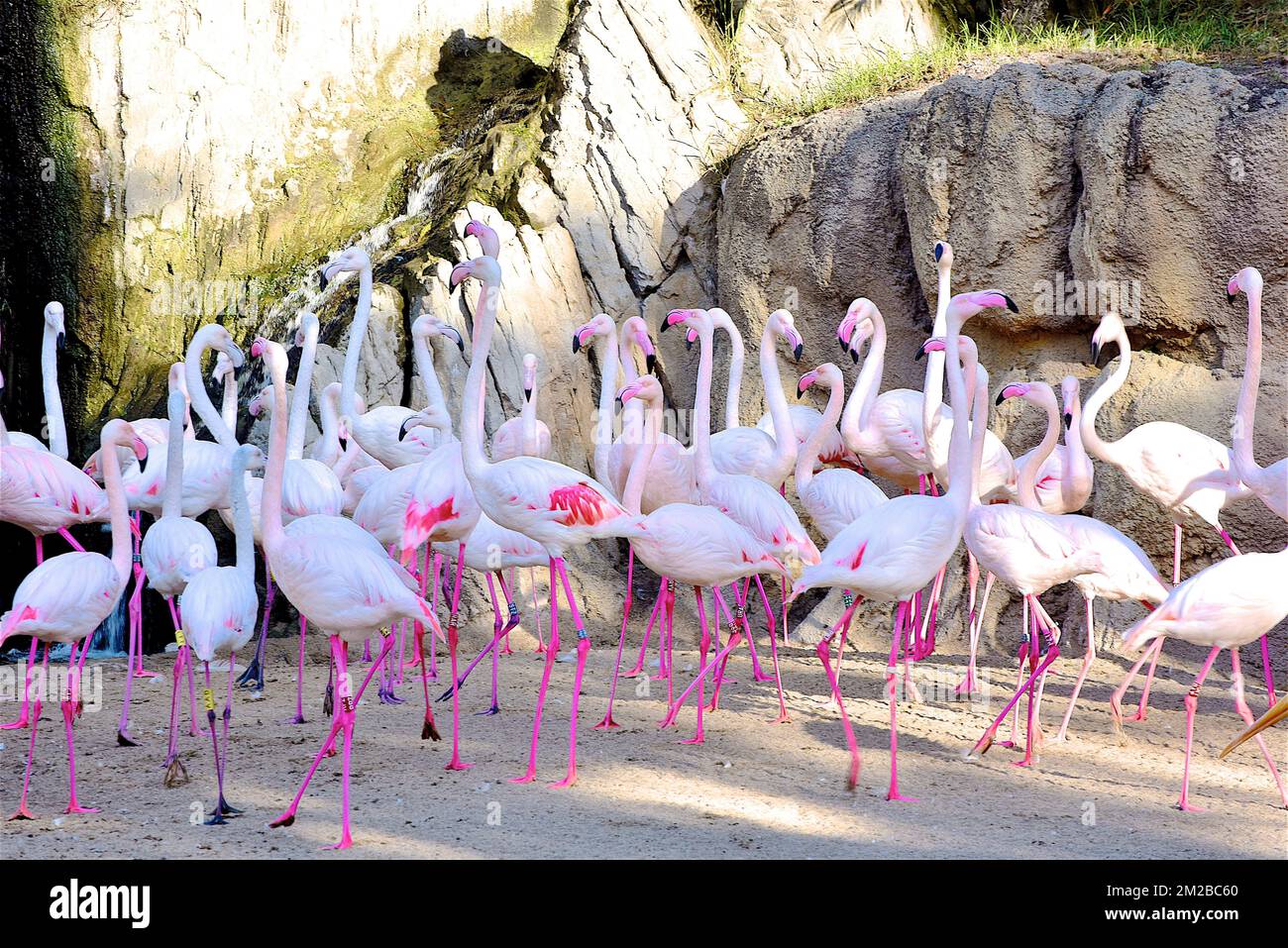 Oiseau animal flamant hi-res stock photography and images - Alamy