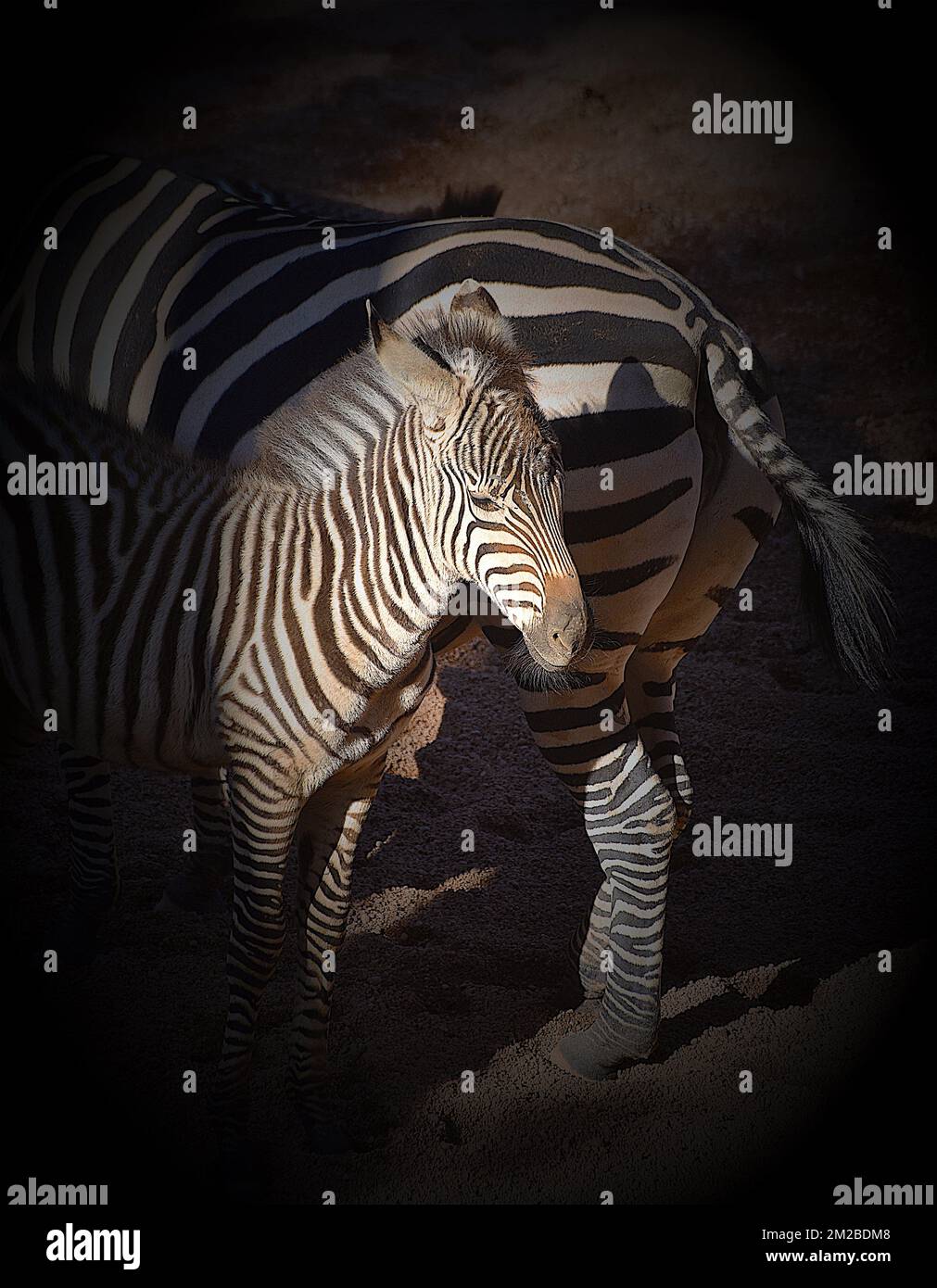 News animals zebra hi-res stock photography and images - Alamy