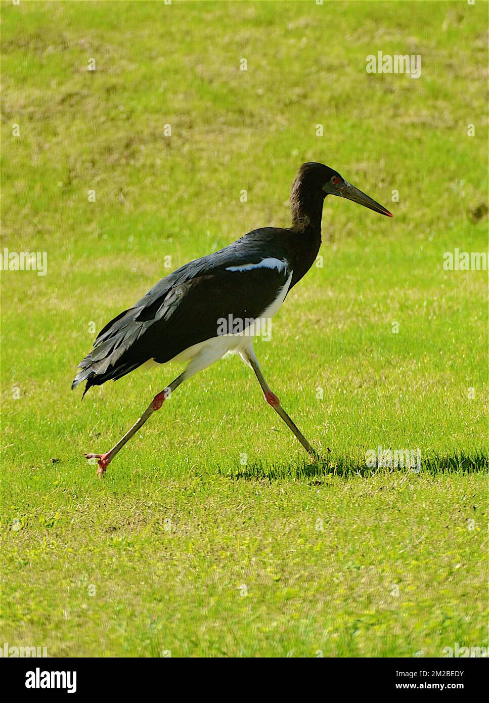 Africain animals hi-res stock photography and images - Alamy