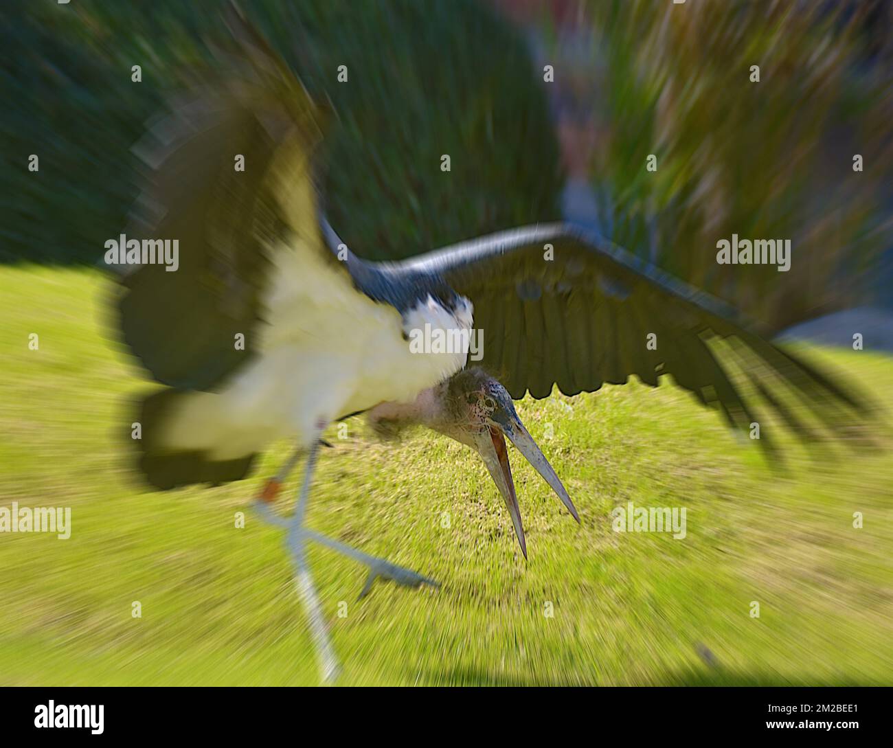 Africain animals hi-res stock photography and images - Alamy