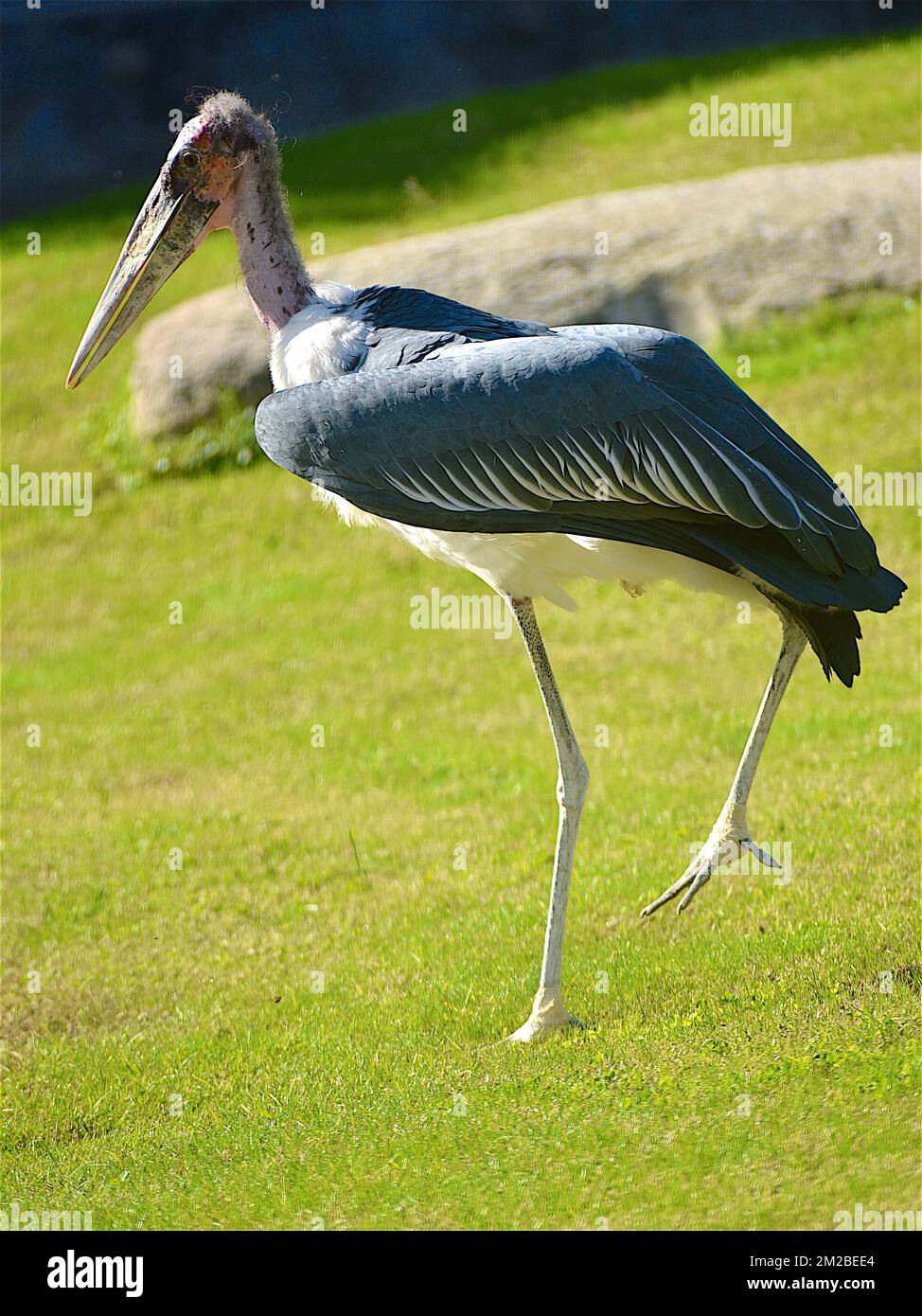 Animal africain hi-res stock photography and images - Alamy