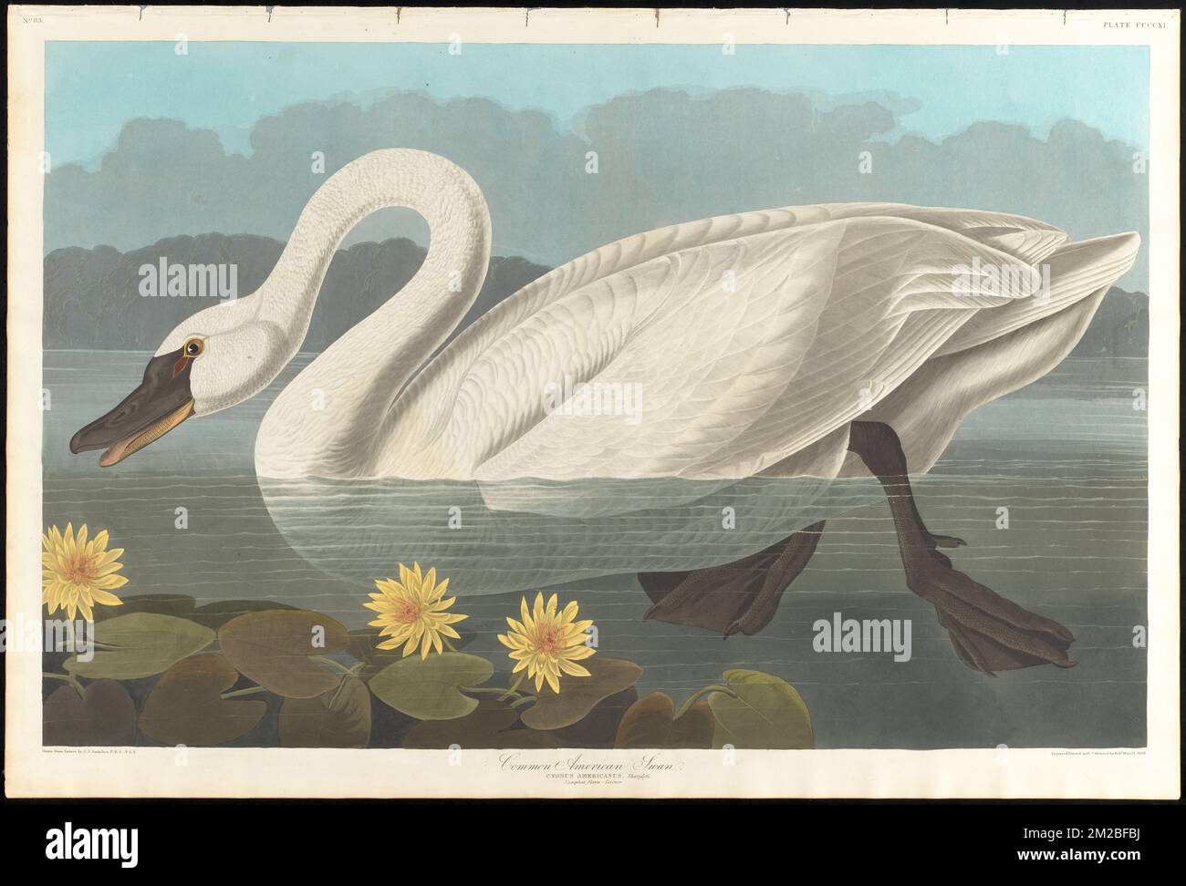 Common American swan : Cygnus americanus, Sharplefs. Nymphea flava ...