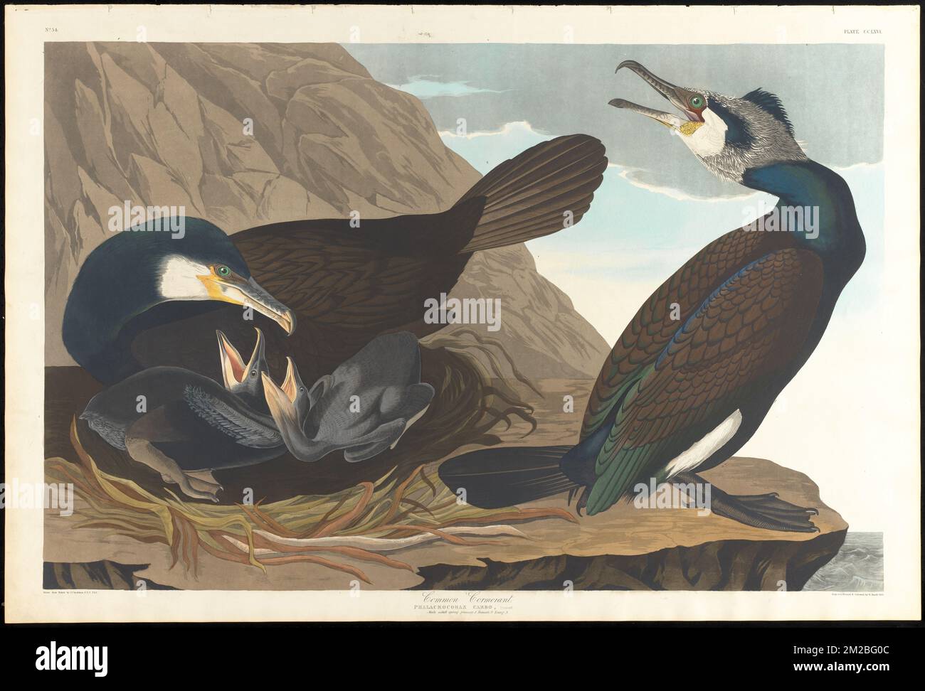 Common cormorant : Phalacrocorax carbo, Dumont. Male adult spring ...