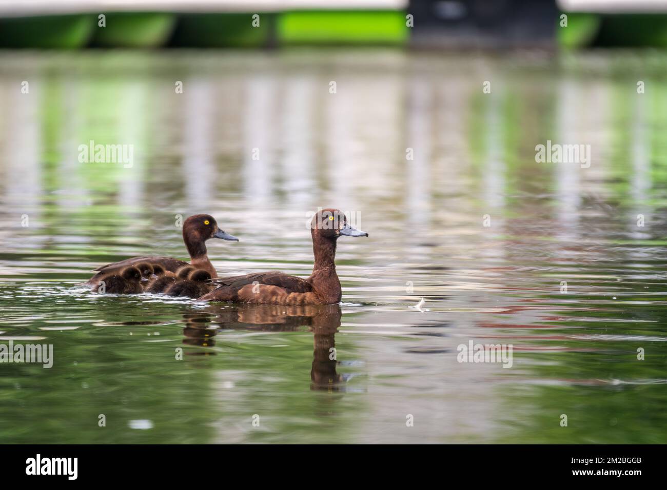 Tufted duck Family swims with their ducklings in green lake water. A ...