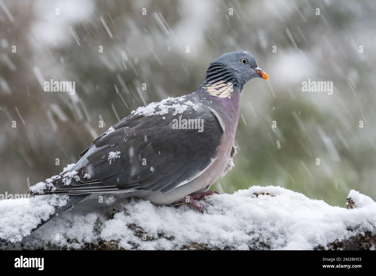 Common wood pigeon (Columba palumbus) perched in tree during heavy snow ...