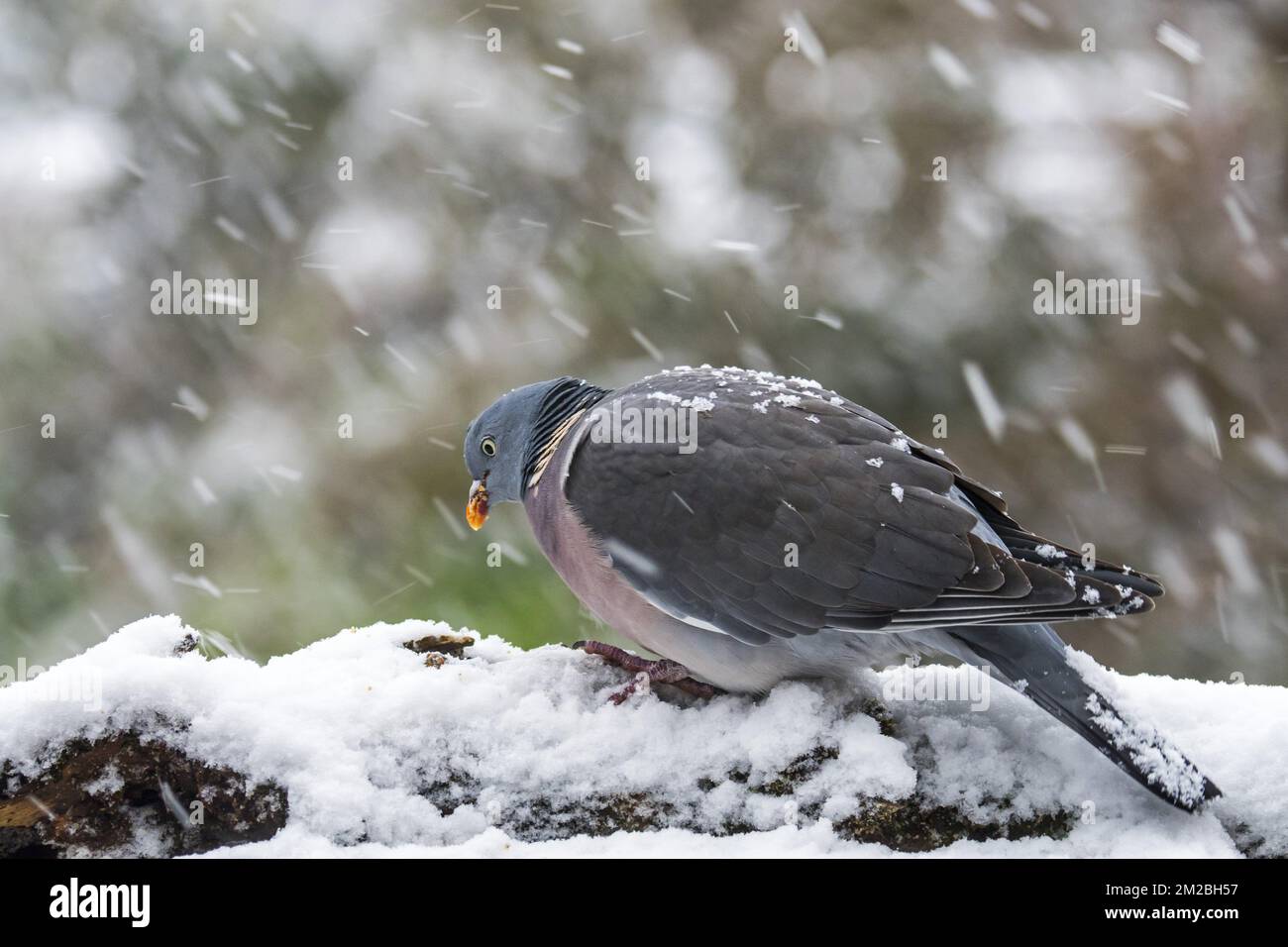 Common wood pigeon (Columba palumbus) perched in tree during heavy snow ...