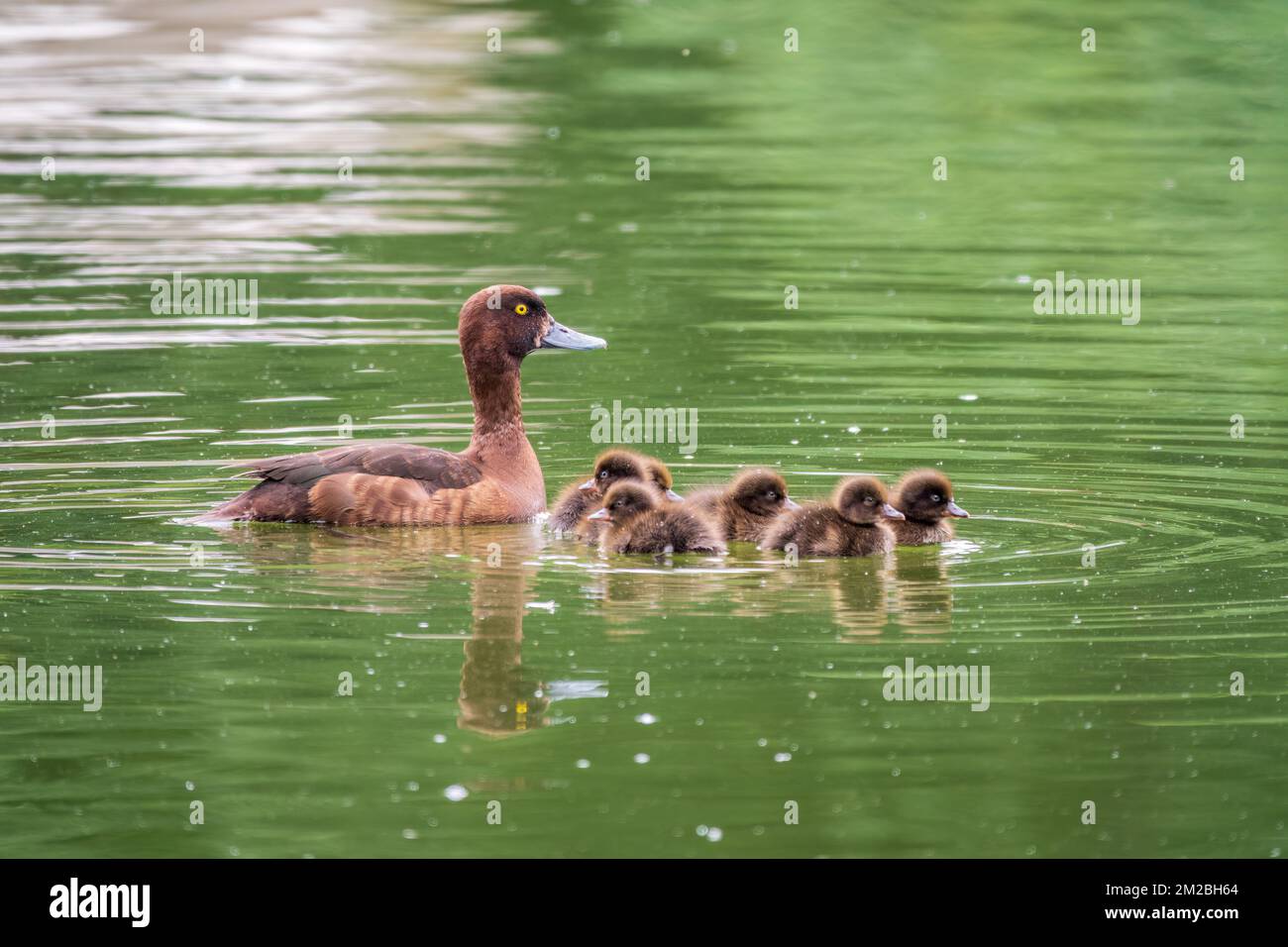 Female Tufted duck swims with her ducklings in green lake water. A ...