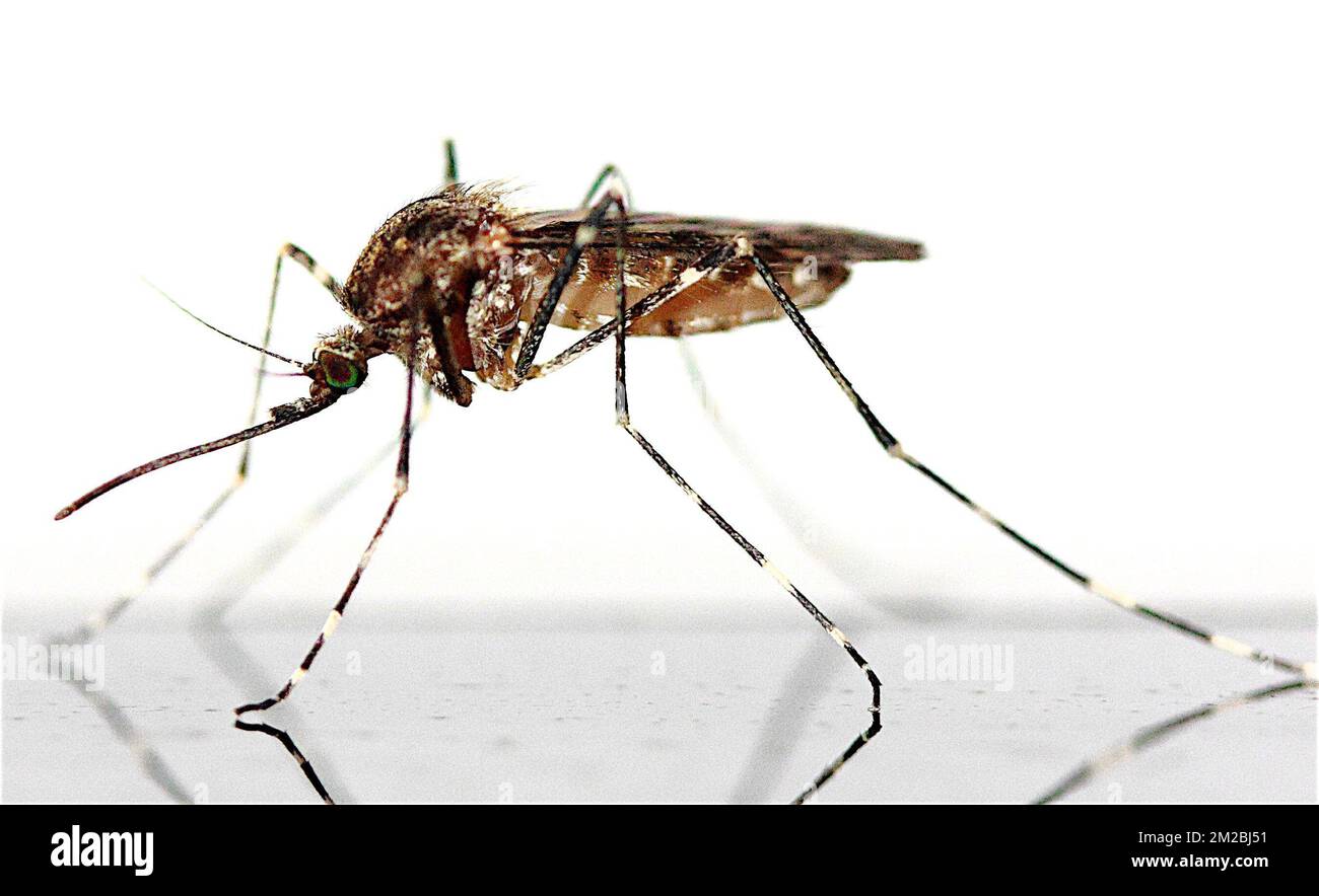 Paludisme Cut Out Stock Images & Pictures - Alamy