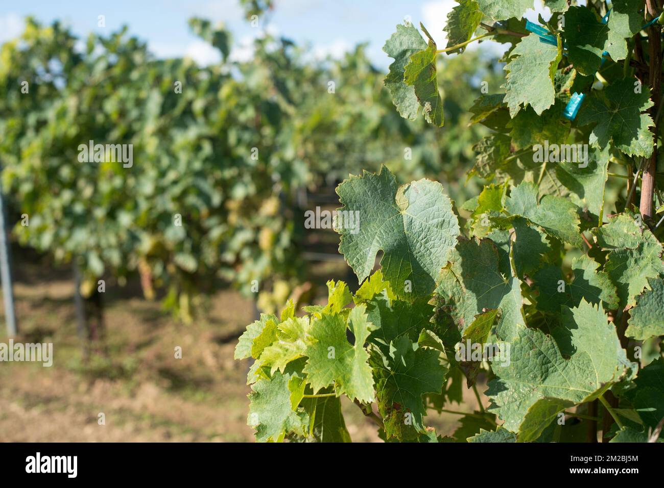Vine. | Vigne. 05/05/2016 Stock Photo - Alamy