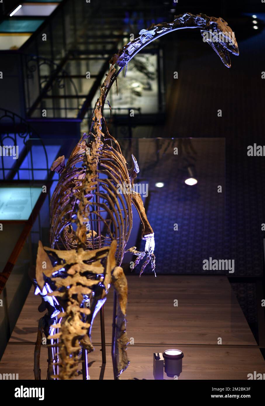 Illustration picture shows the skeleton of a Plateosaurus dinosaur ...