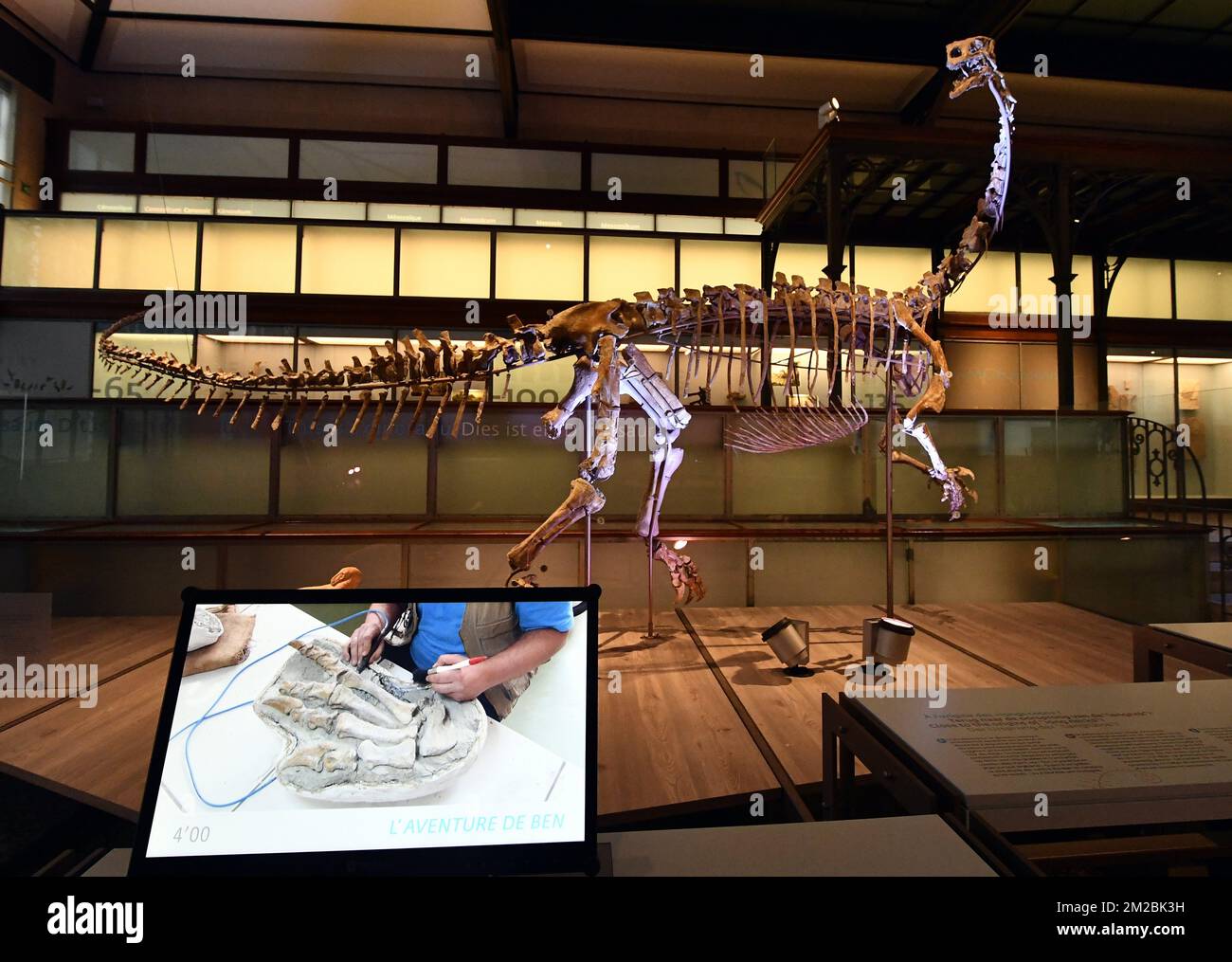 Illustration picture shows the skeleton of a Plateosaurus dinosaur ...