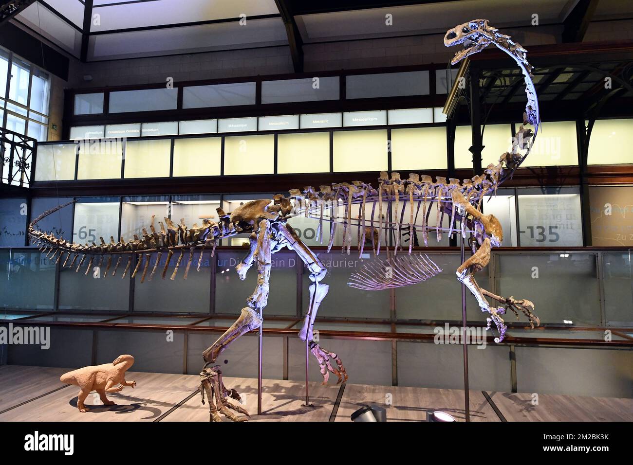 Illustration picture shows the skeleton of a Plateosaurus dinosaur ...