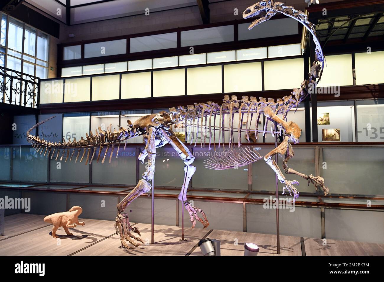 Illustration picture shows the skeleton of a Plateosaurus dinosaur ...