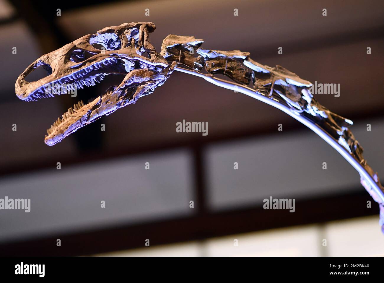 Illustration picture shows the skeleton of a Plateosaurus dinosaur ...