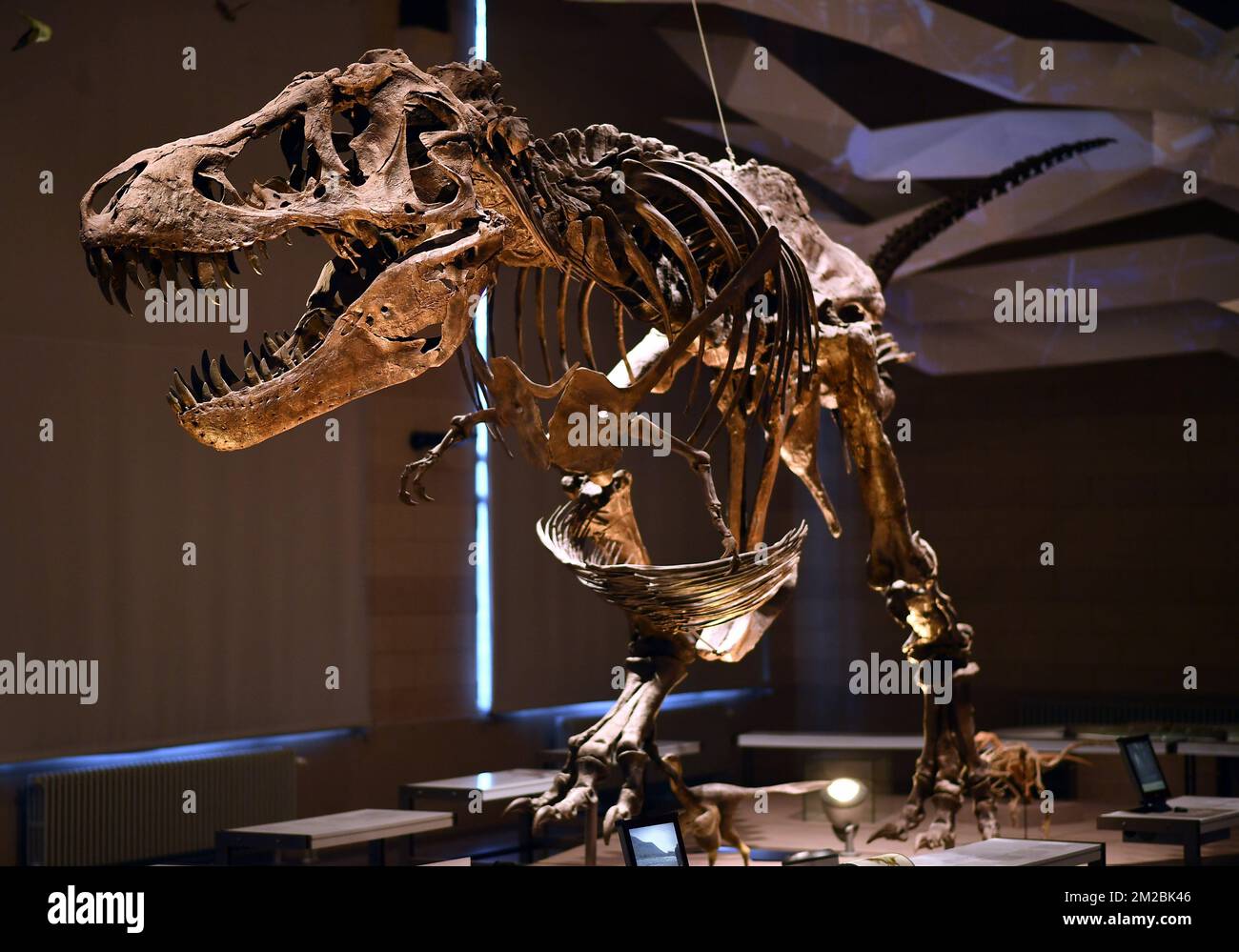 Plateosaure hi-res stock photography and images - Alamy