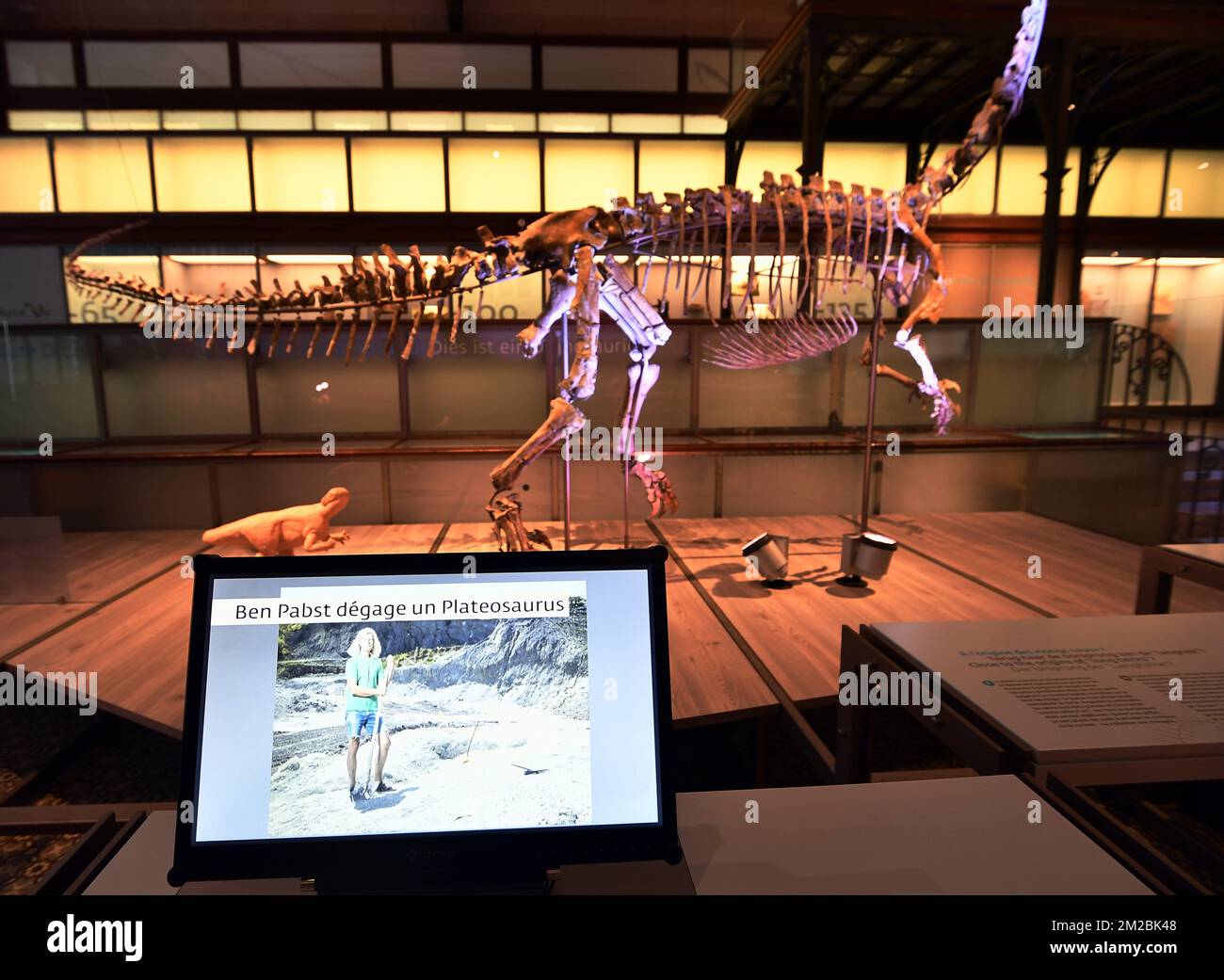 Illustration picture shows the skeleton of a Plateosaurus dinosaur ...