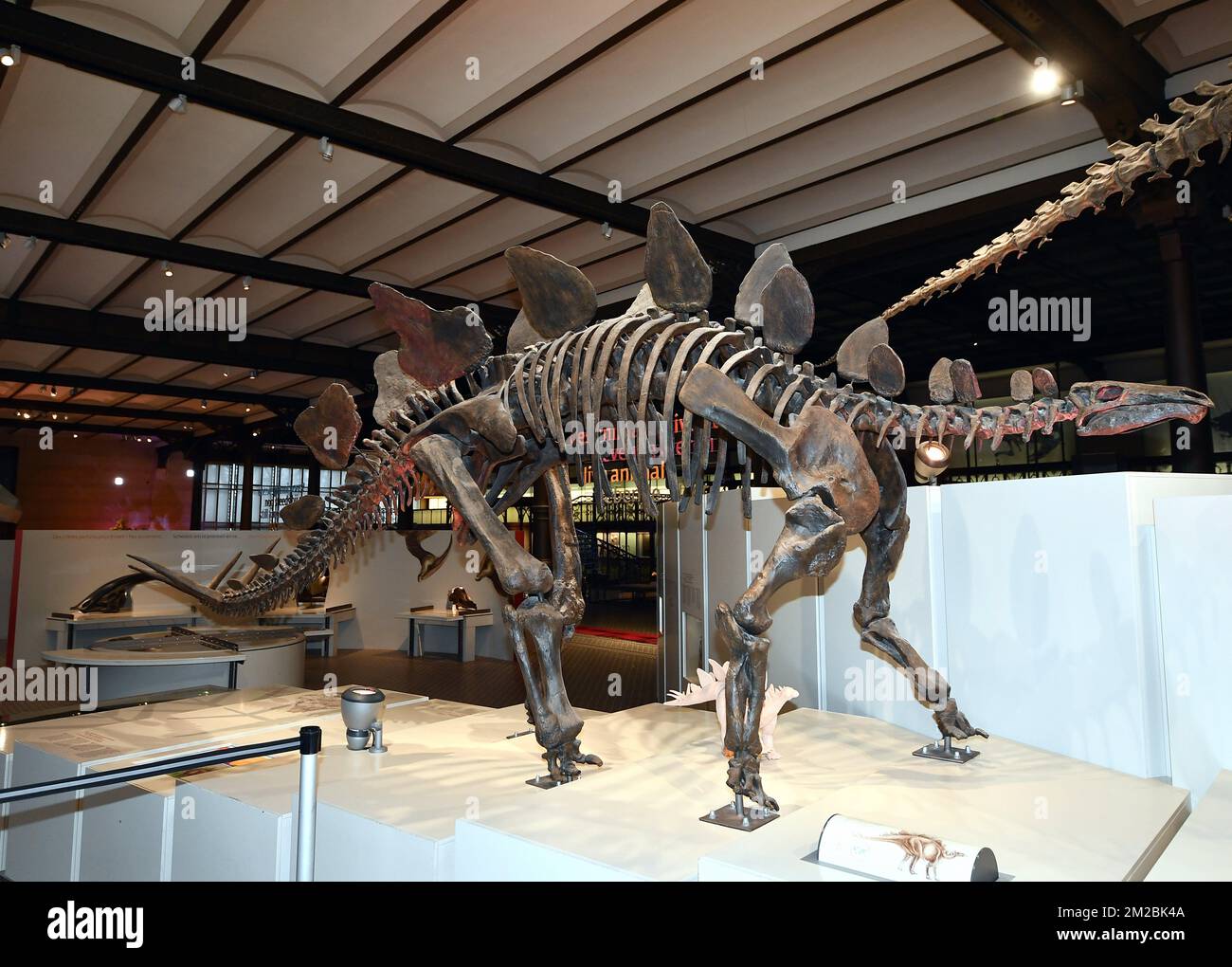Plateosaure hi-res stock photography and images - Alamy