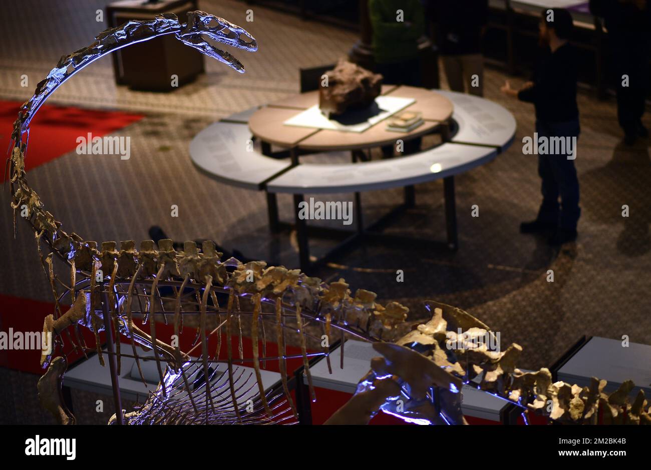 Illustration picture shows the skeleton of a Plateosaurus dinosaur ...