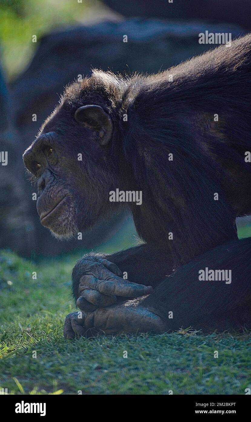 Chimpanzee in a zoo | Chimpanzé dans un zoo 16/11/2017 Stock Photo - Alamy