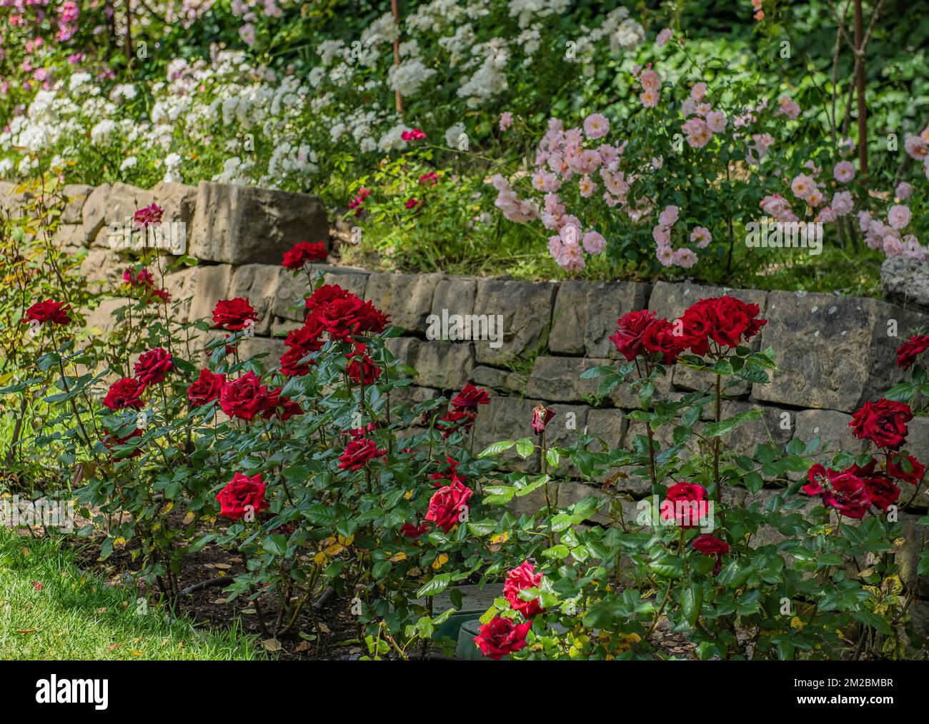 Secret garden wall of roses @Berkeley rose gardens, CA Stock Photo - Alamy