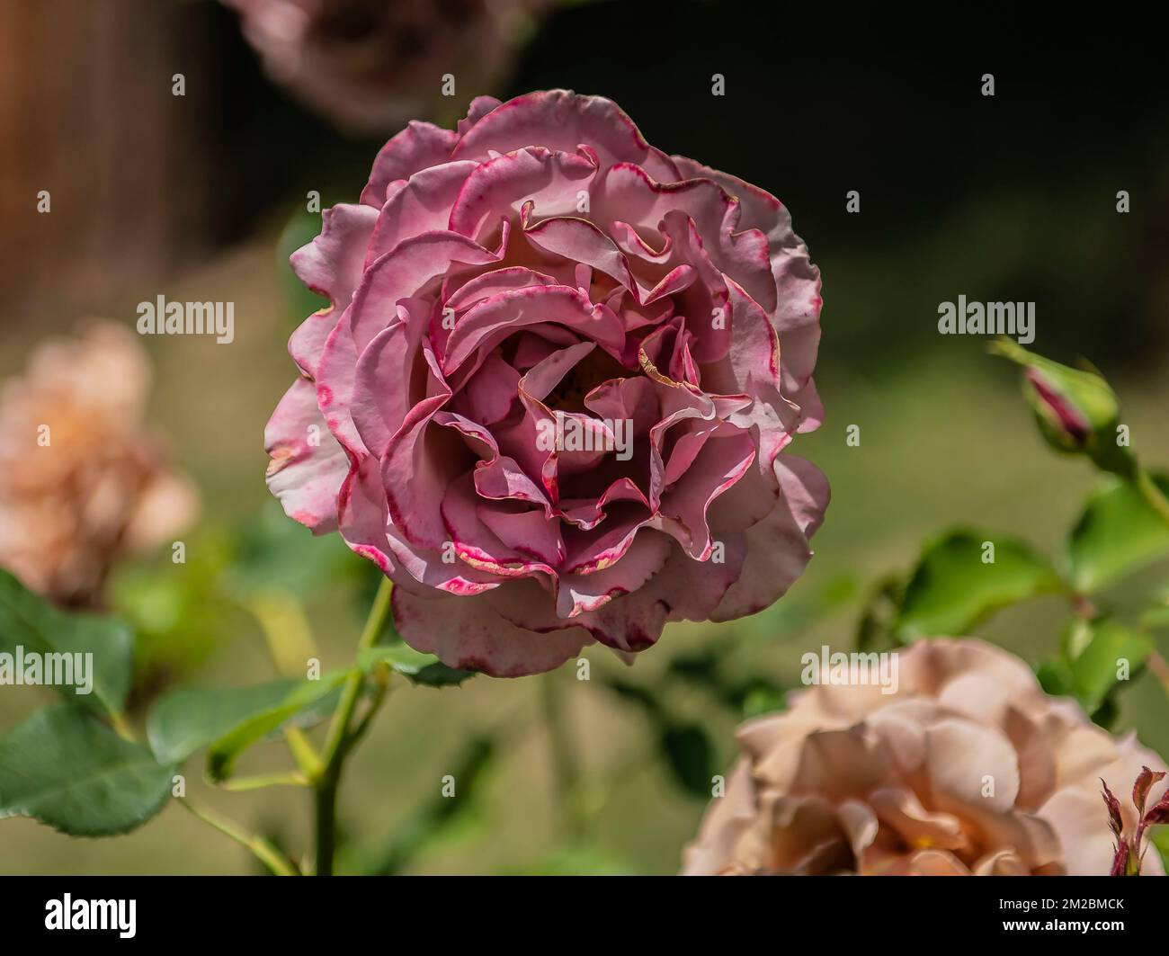Beautiful pink petals unfurl on a Berkeley rose garden rose Stock Photo ...
