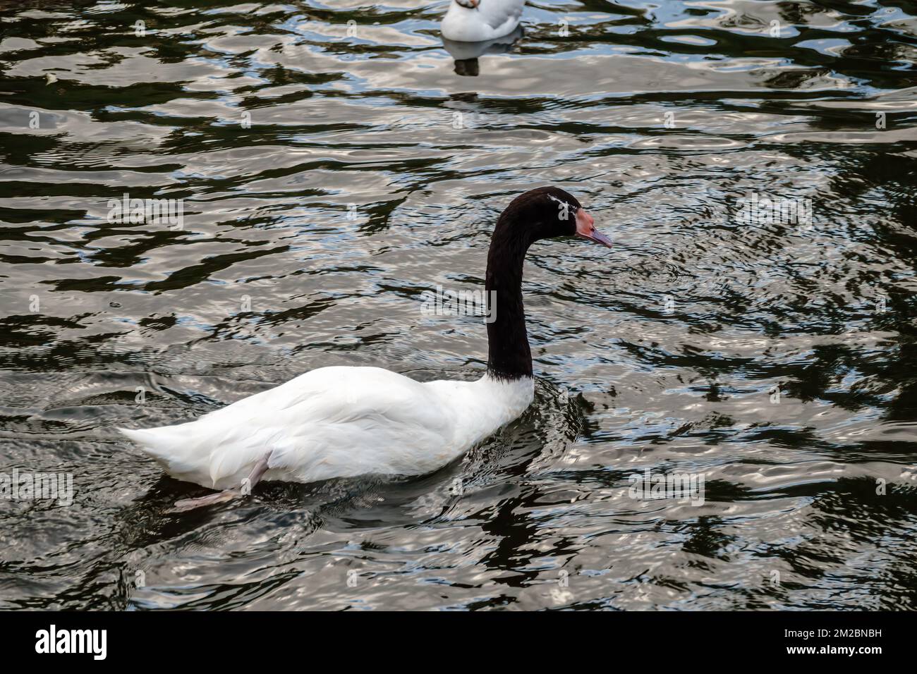 The black-necked swan Cygnus melancoryphus, is a swan that is the ...