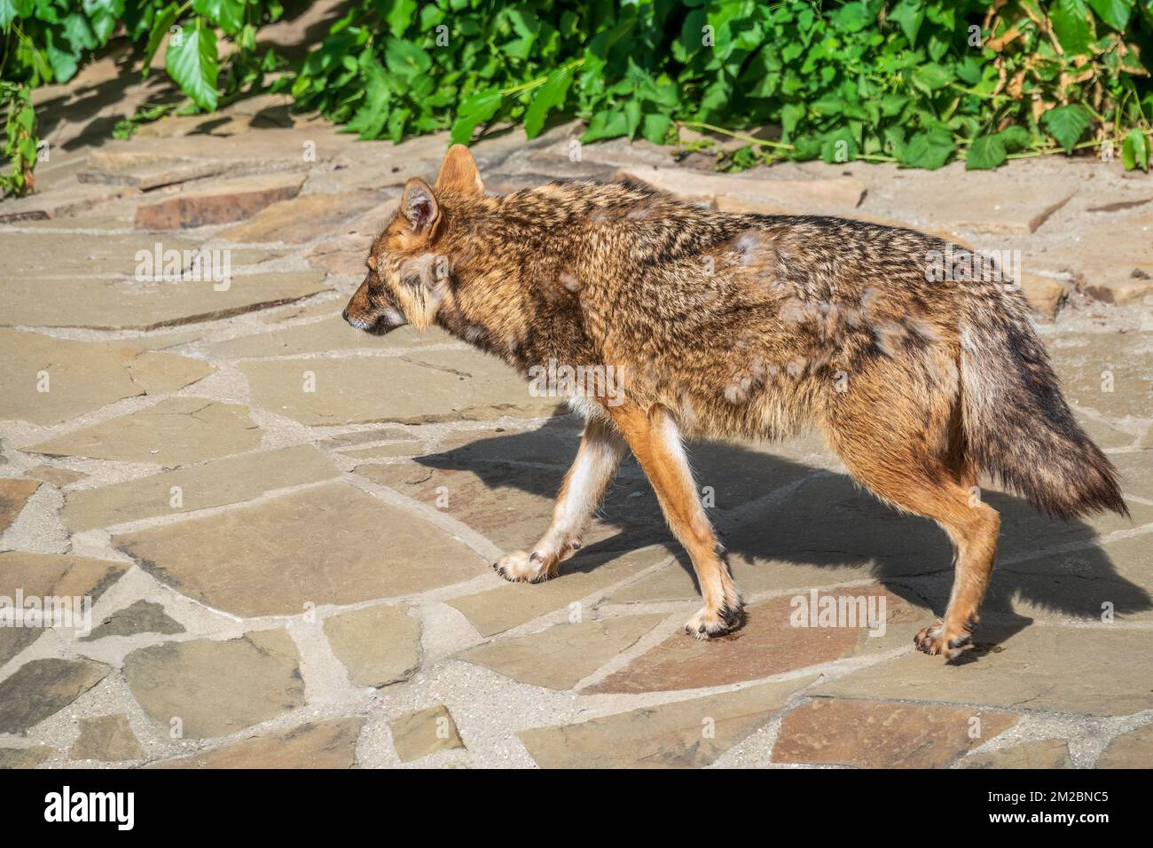 Gray wolf in forest on the green grass. The wolf, Canis lupus, also ...