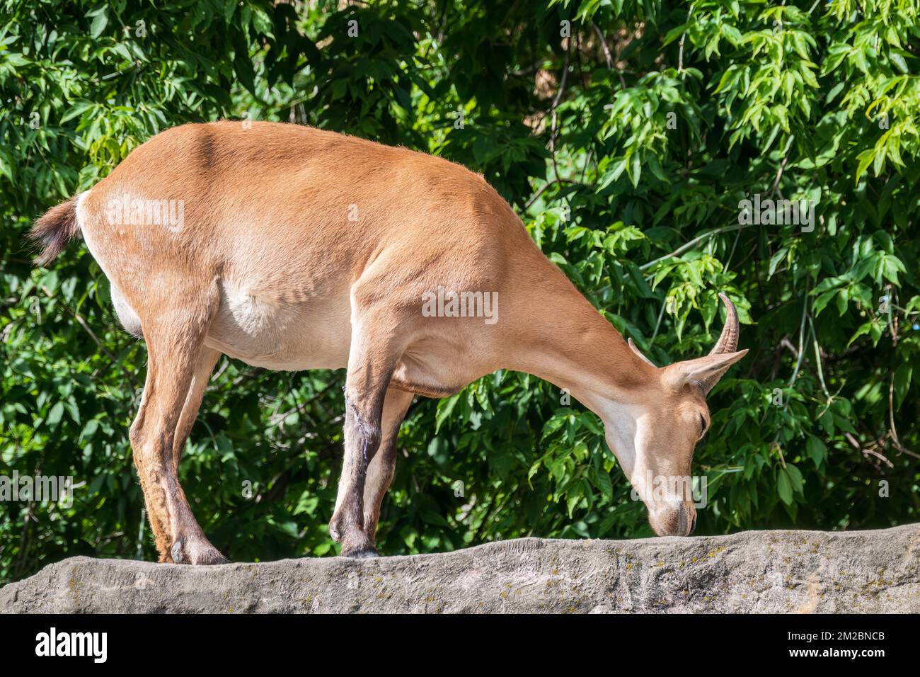 Mountain goat or East caucasian tur, female, latin name Carpa ...
