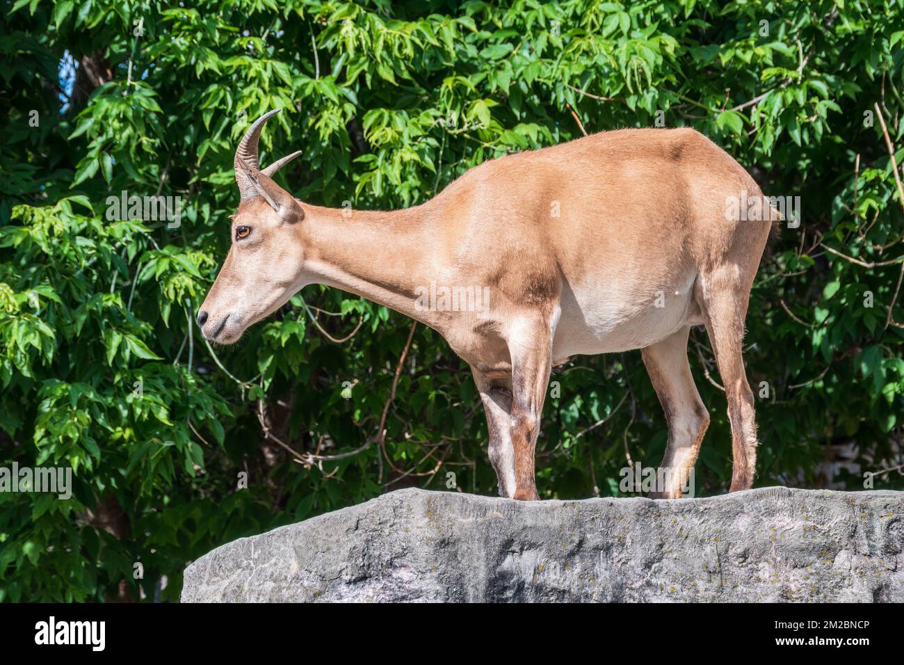 Mountain goat or East caucasian tur, female, latin name Carpa ...