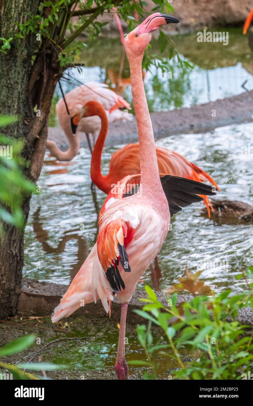 The greater flamingo, Phoenicopterus roseus, standing in water on lake ...