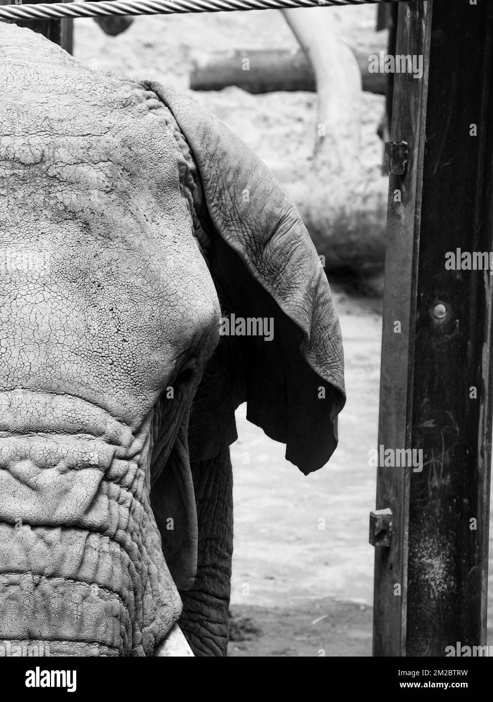 Black and White elephant | Eléphant noir et blanc 16/12/2017 Stock ...