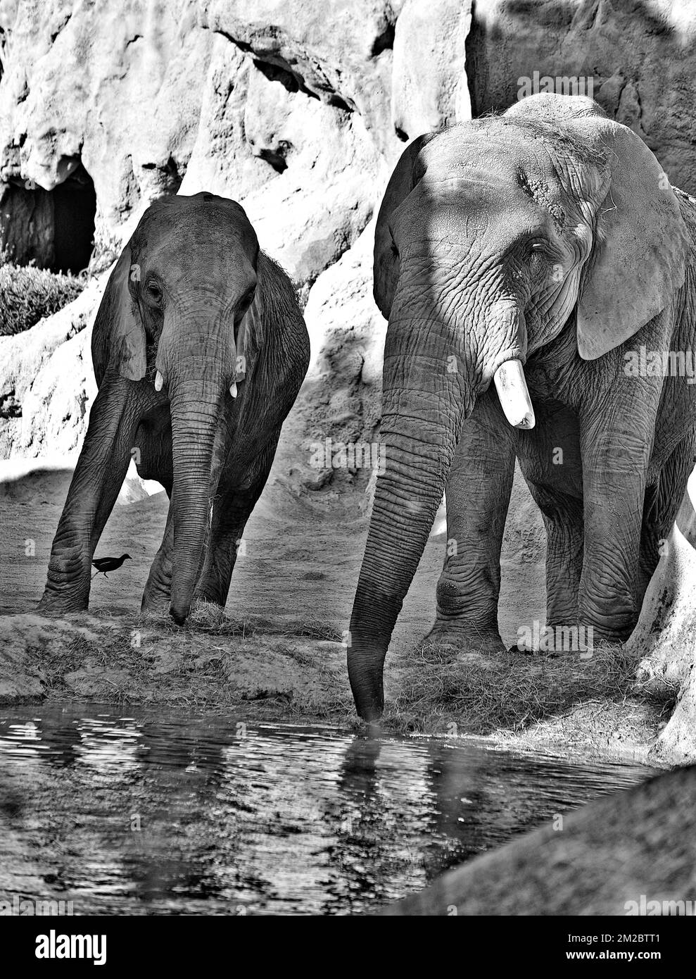 Black and White elephant | Eléphant noir et blanc 16/11/2017 Stock ...