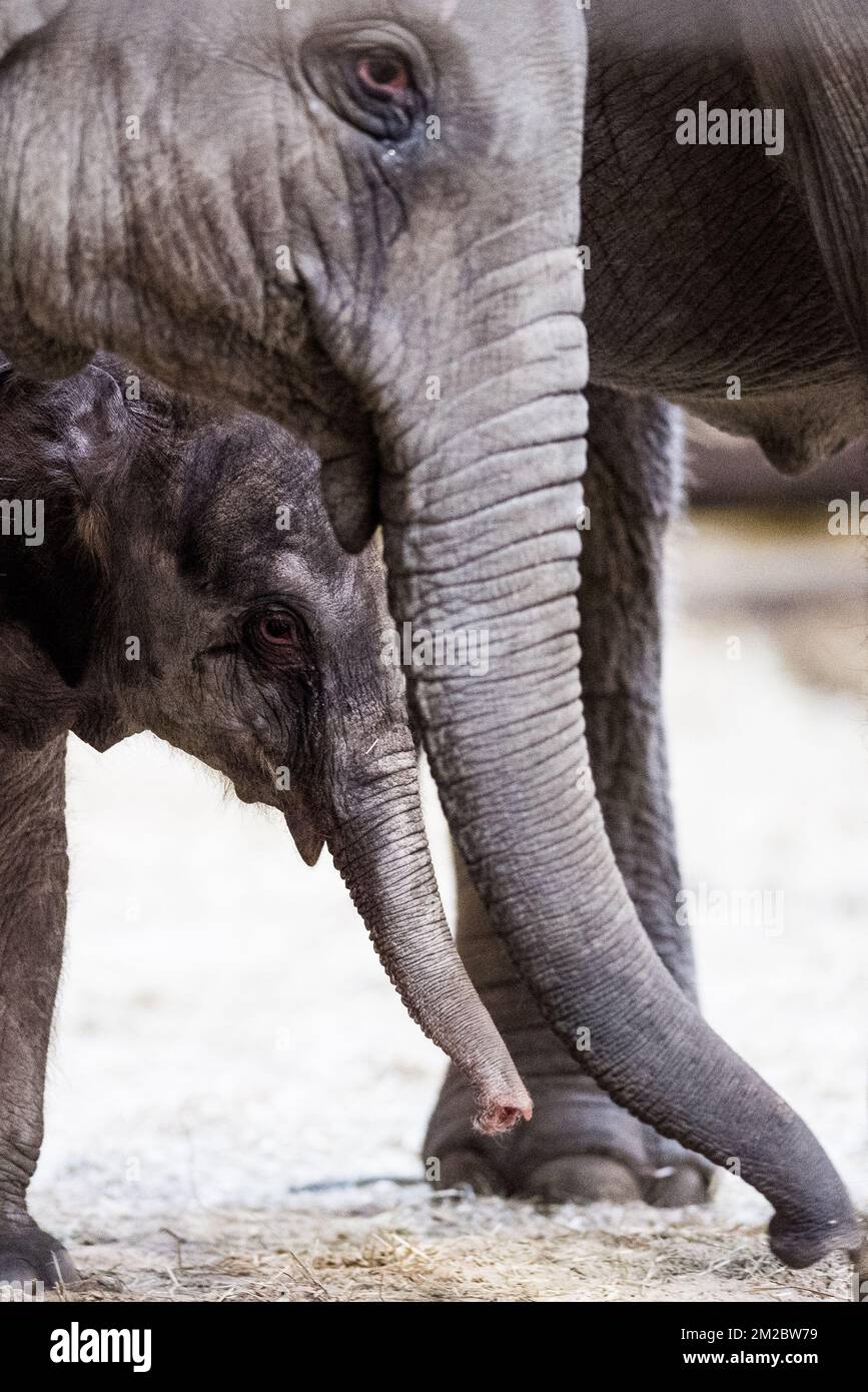 Planckendael zoo baby elephant hi-res stock photography and images - Alamy