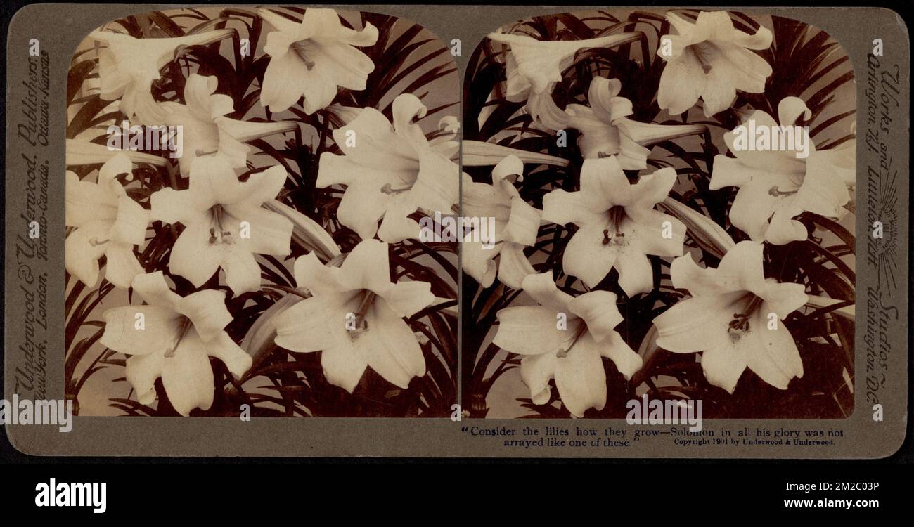 'Consider the lilies how they grow - Solomon in all his glory was not ...