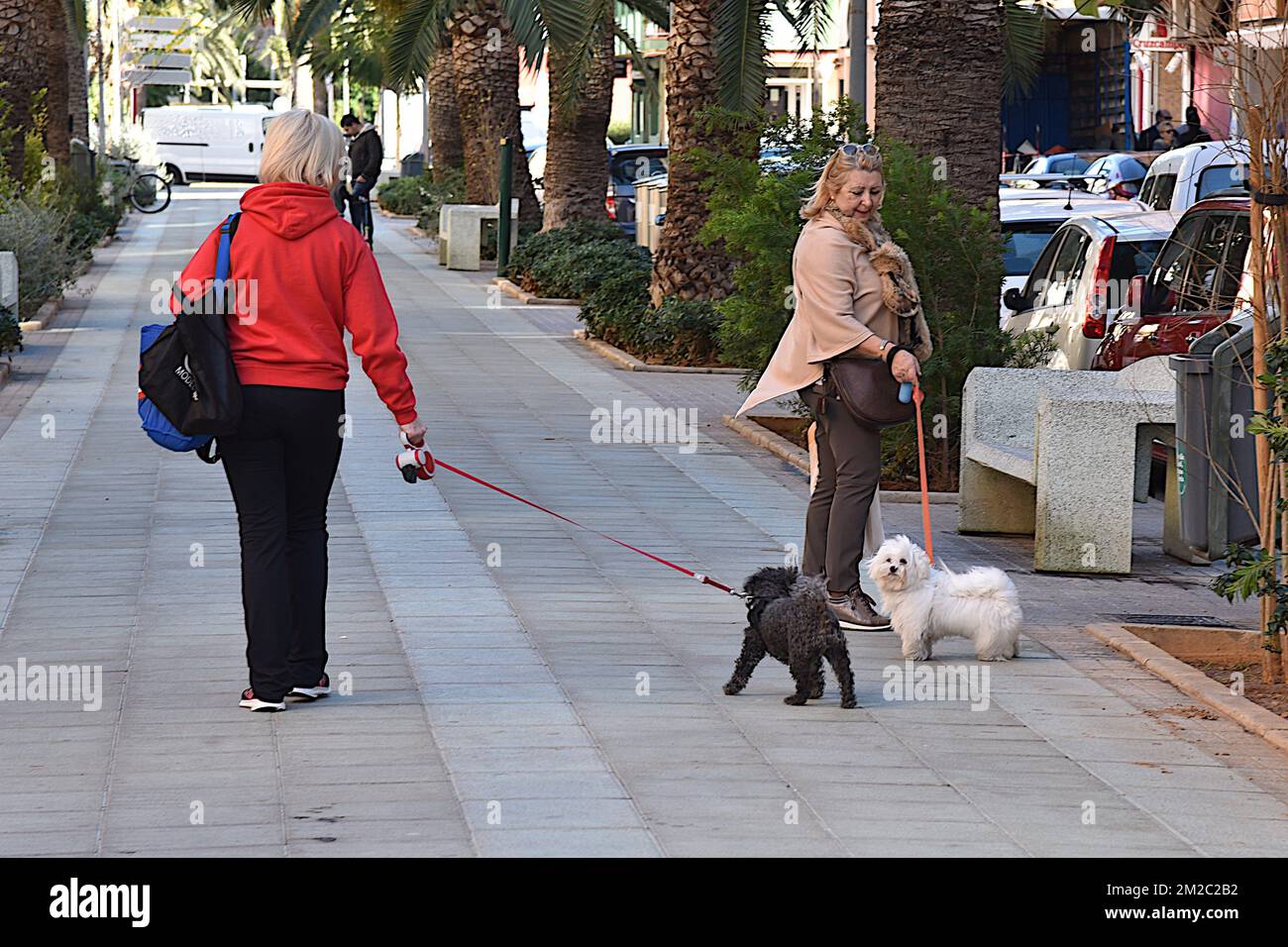 30 chien hi-res stock photography and images - Alamy