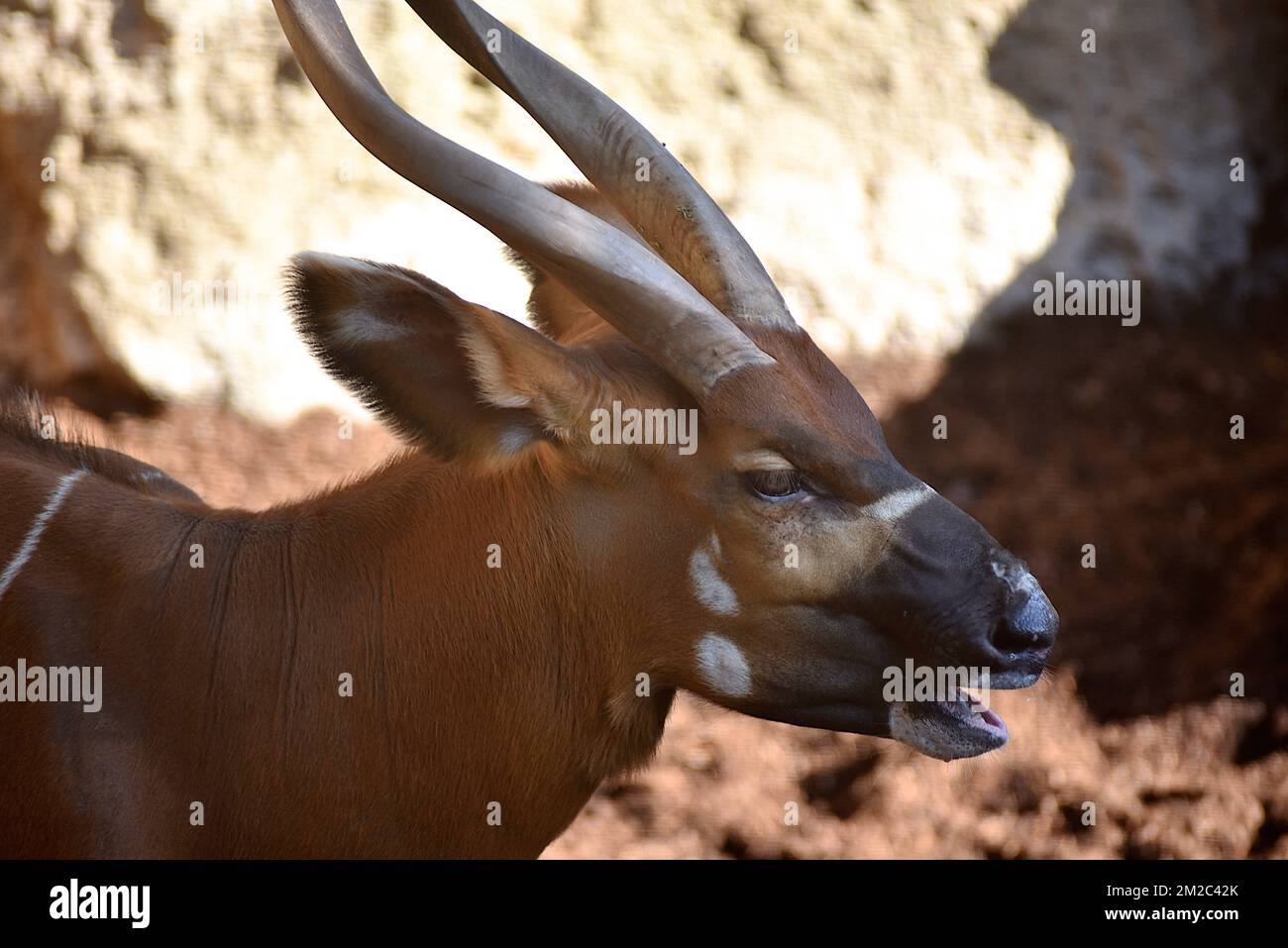 Gazelle antelope | Gazelle antilope 16/11/2017 Stock Photo - Alamy