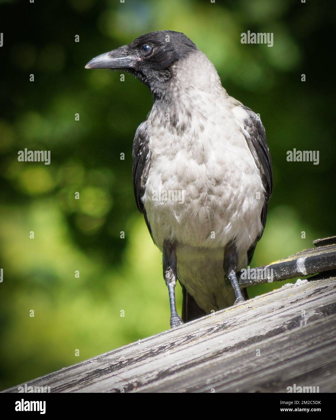 Close up of a crow hi-res stock photography and images - Alamy
