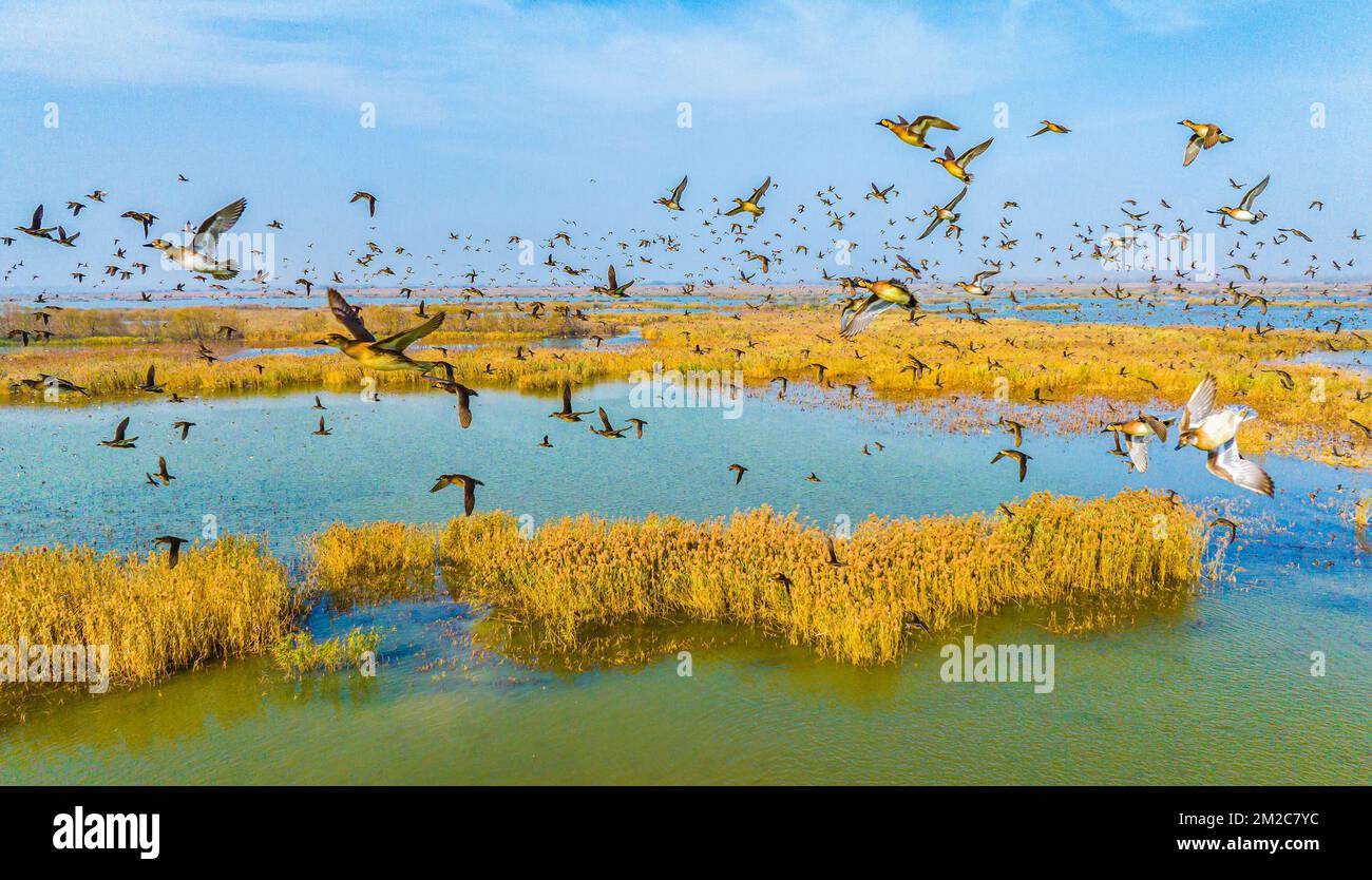 SUQIAN, CHINA - DECEMBER 13, 2022 - A large number of winter migratory ...