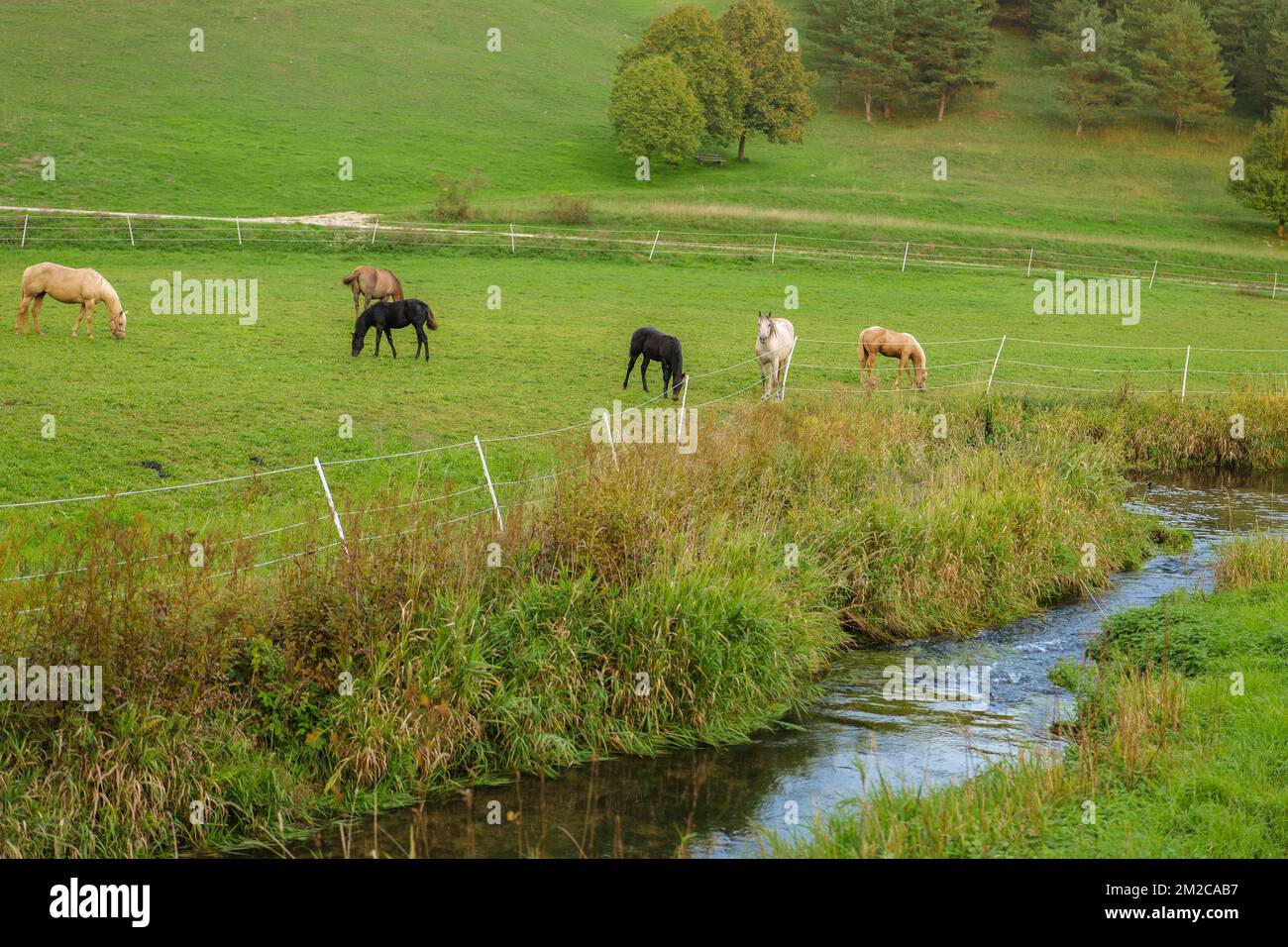 Horses near a river. Breeding and raising horses.Animal husbandry and ...