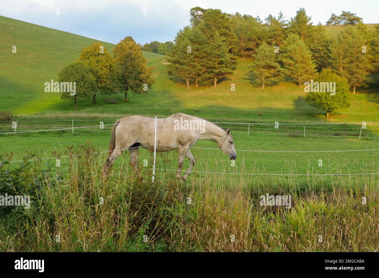White horse in the pasture.Breeding and raising horses.Animal husbandry ...