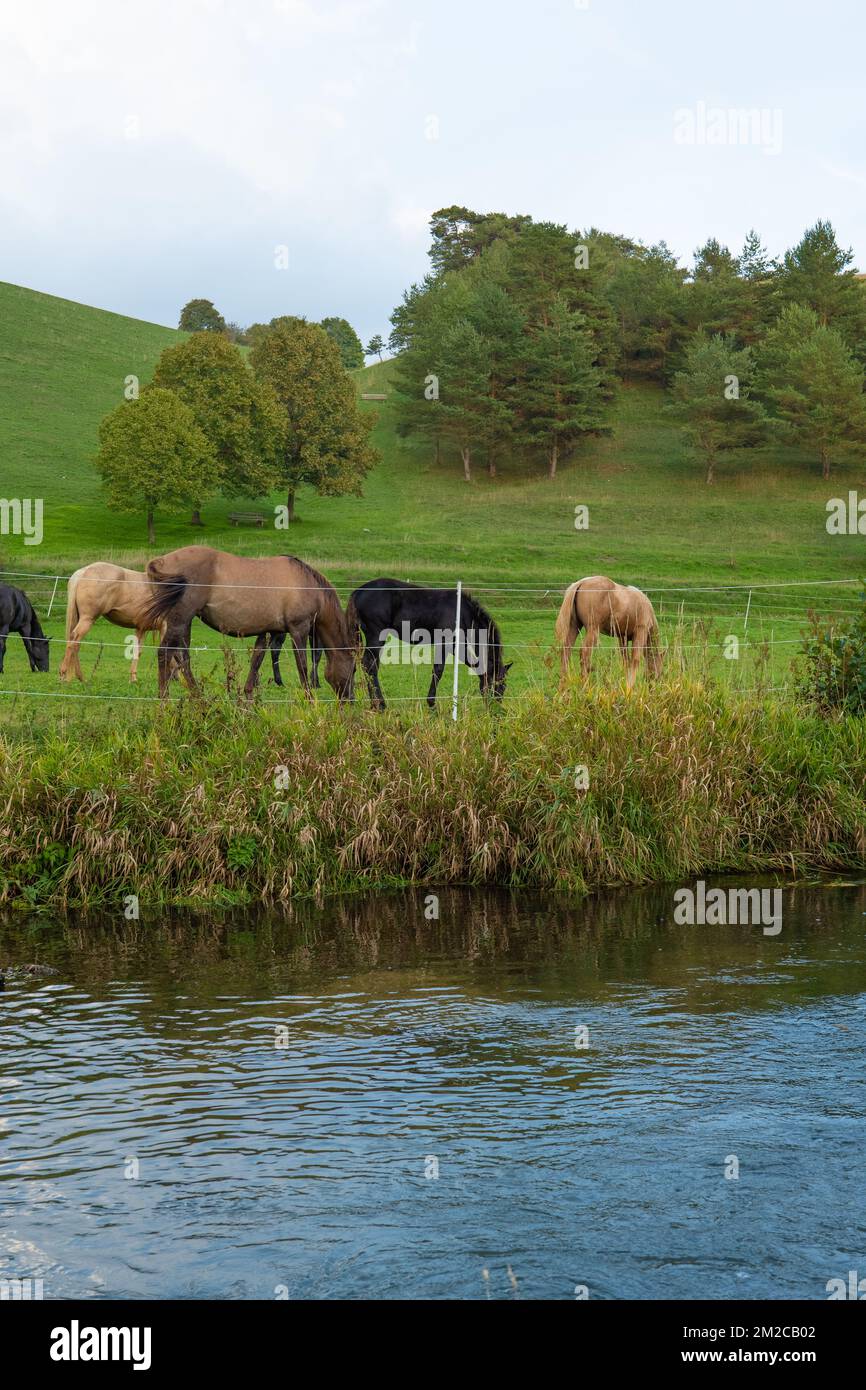 horses in a fenced paddock near a river. Breeding and raising horses ...