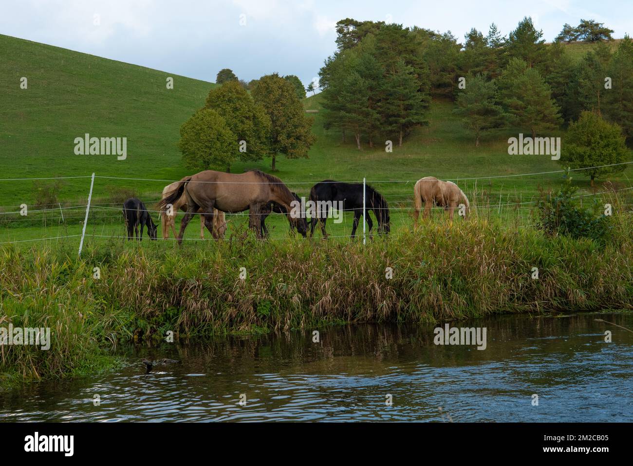 Farm animals. Horses in the pasture.herd of horses in a fenced paddock ...