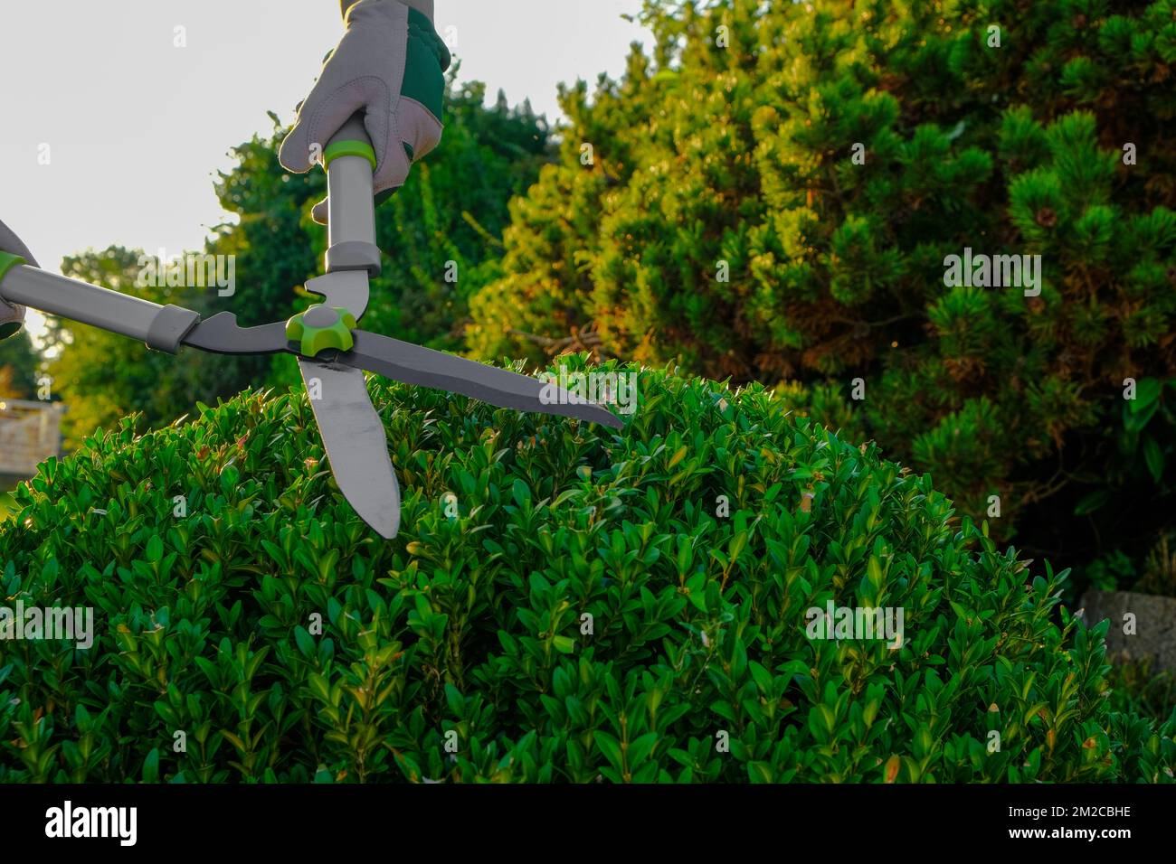 pruning boxwood with garden shears.Tool for plant formation. Topiary ...