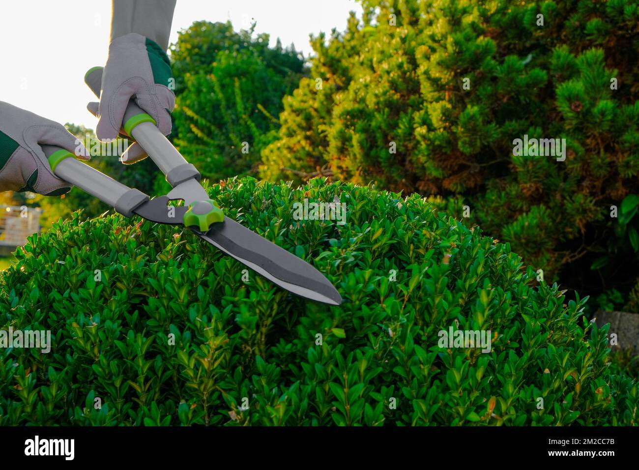 Tool for plant formation. Topiary pruning.Garden shears in male hands ...