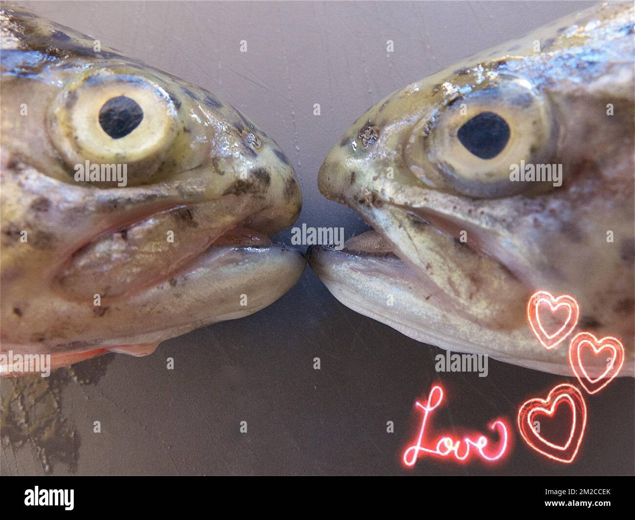 Truite de poisson hi-res stock photography and images - Alamy