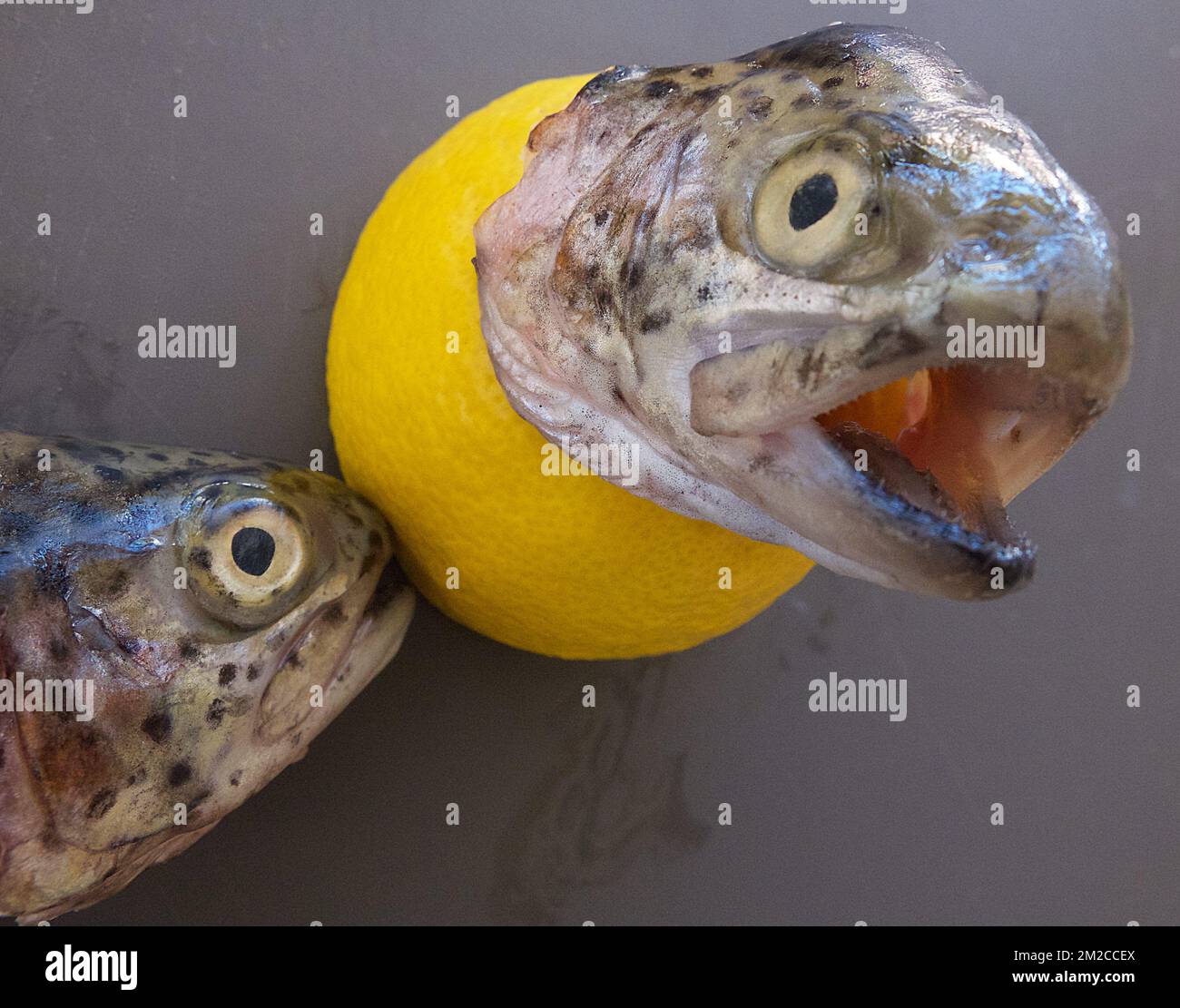 Truite de poisson hi-res stock photography and images - Alamy